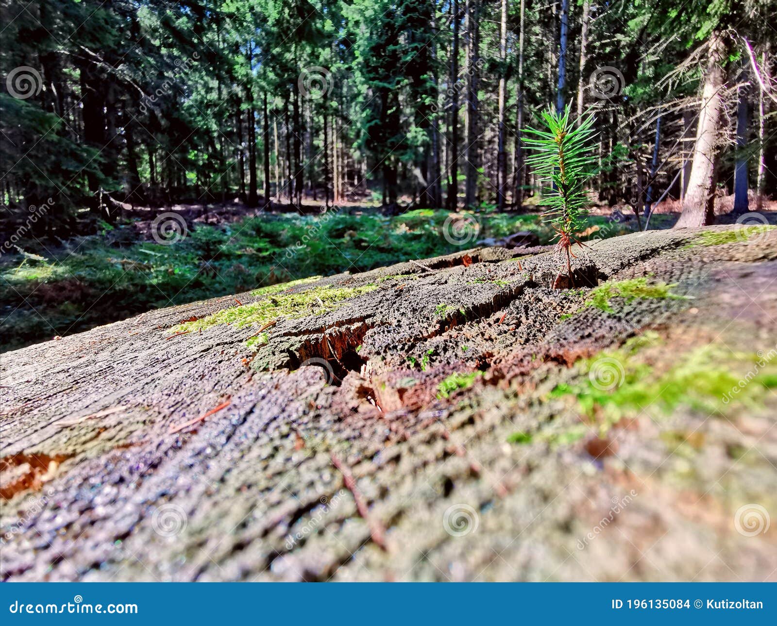Little Pine Tree from a Tree Stump Stock Photo - Image of dusk, meadow ...