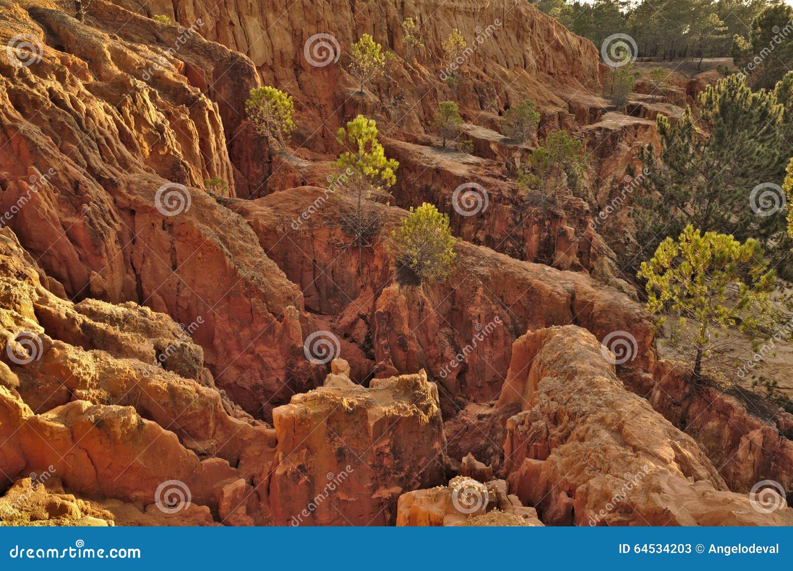 Little Pine Trees Growing on Cliffs Stock Image - Image of environment ...