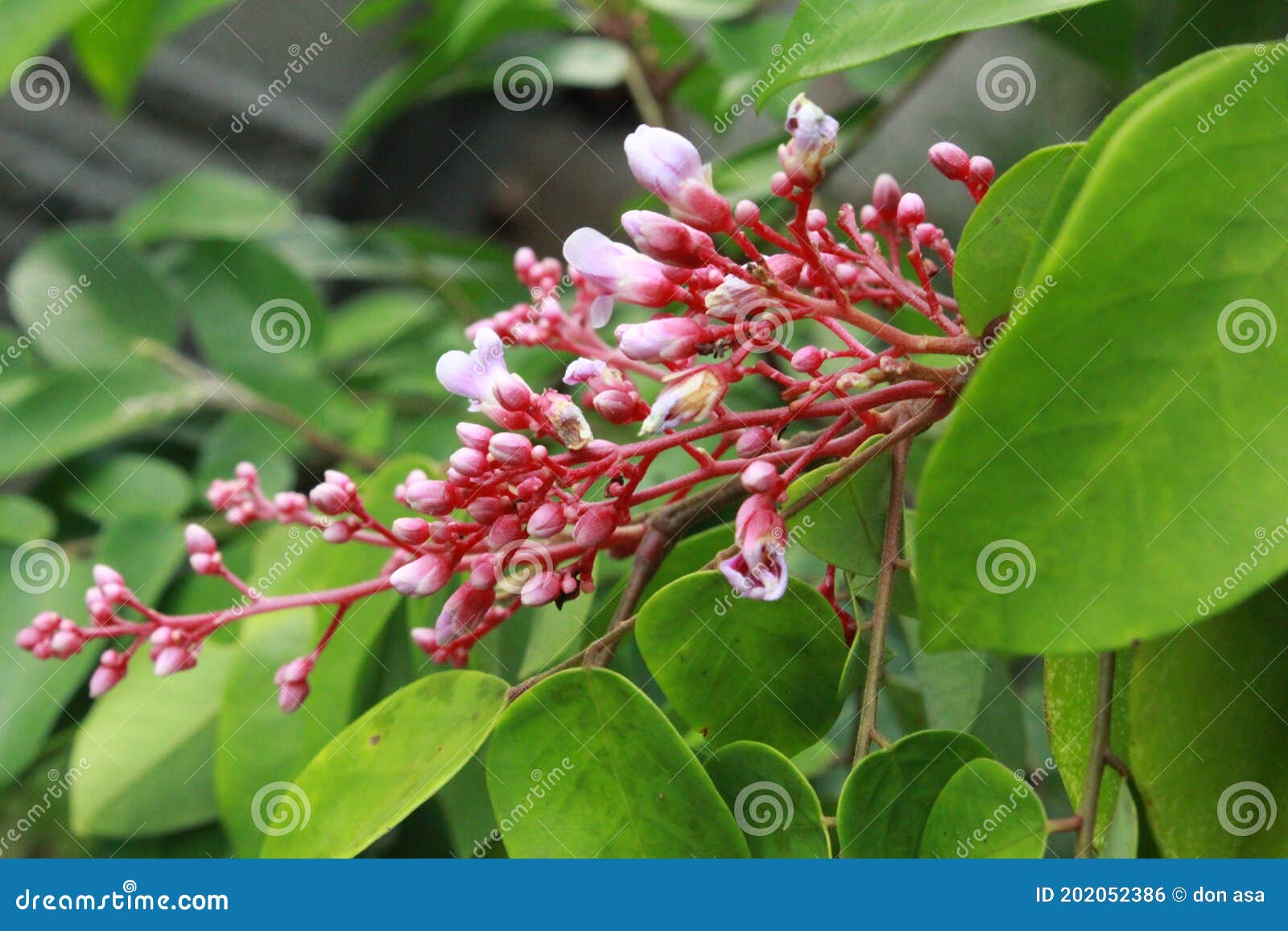A Little Pink Bunch of Flowers with Its Buds Stock Photo - Image of ...