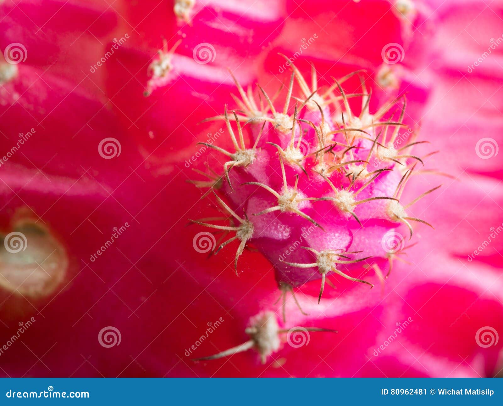 Little Pink Cactus stock image. Image of decoration, macro - 80962481