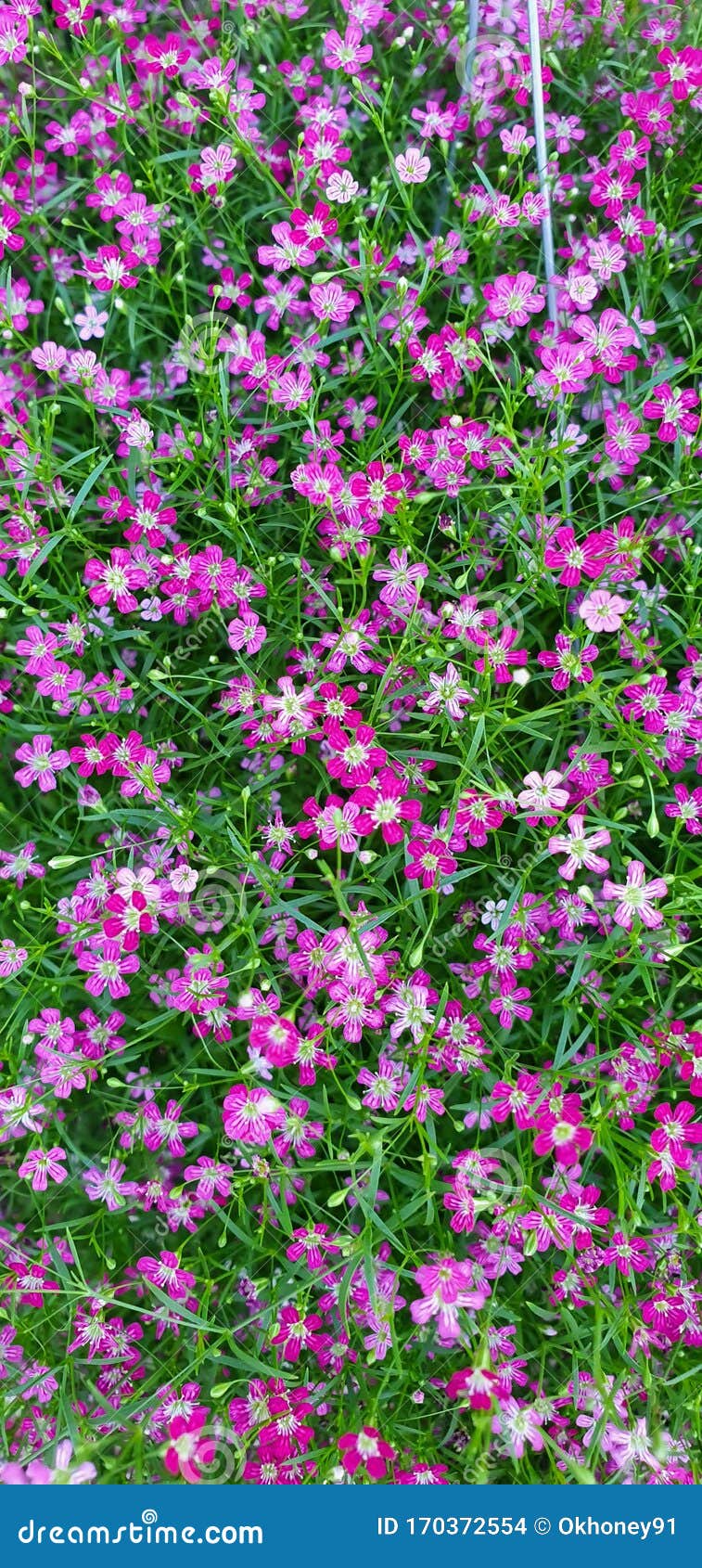 Little pink flower stock photo. Image of little, grass - 170372554
