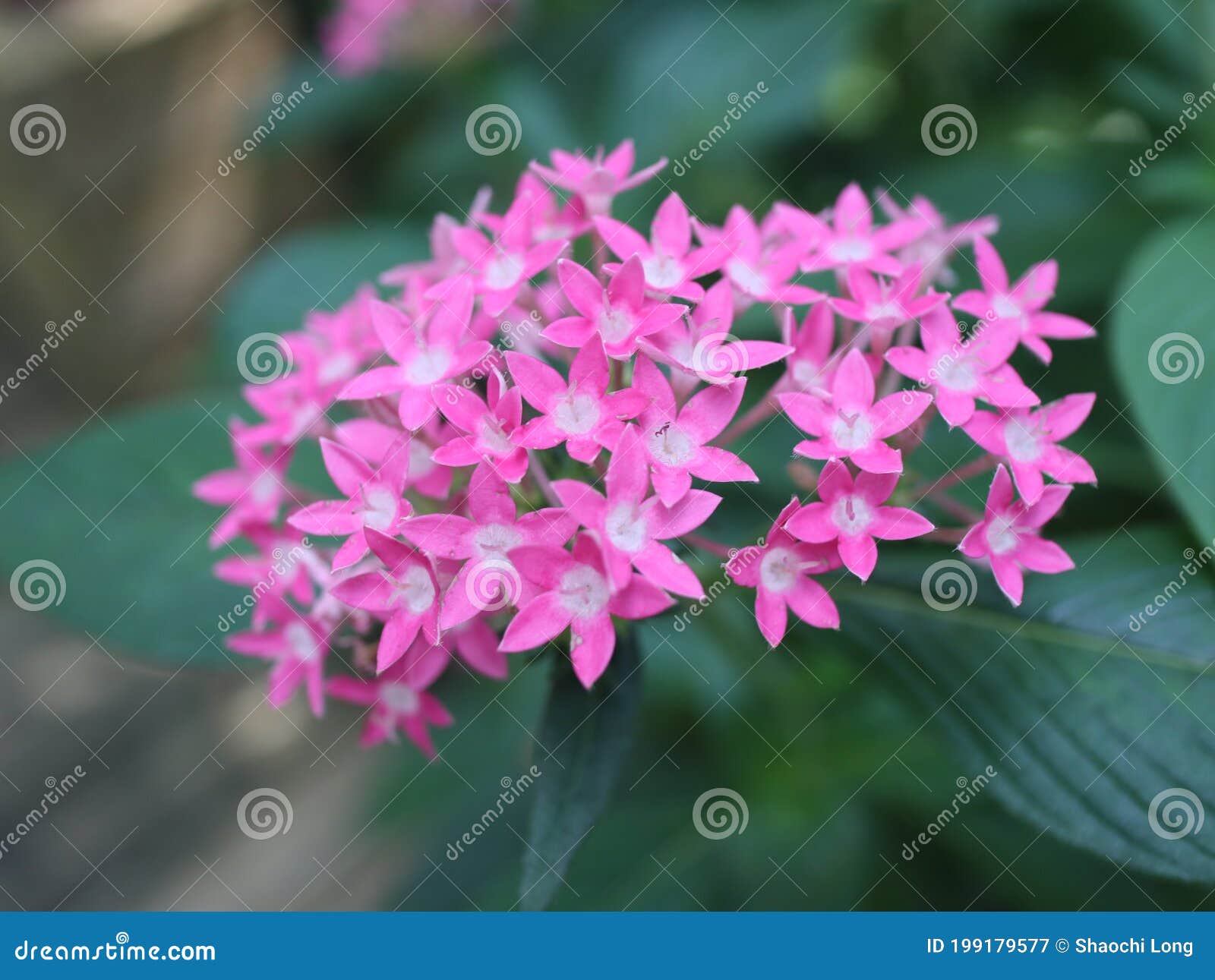 Little pink flower stock image. Image of flower, petal - 199179577