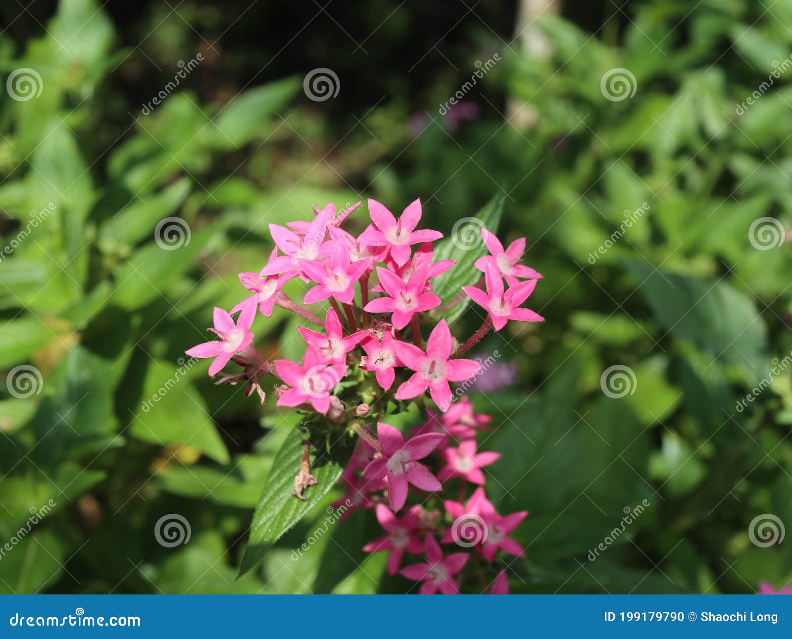 Little pink flower stock photo. Image of wildflower - 199179790