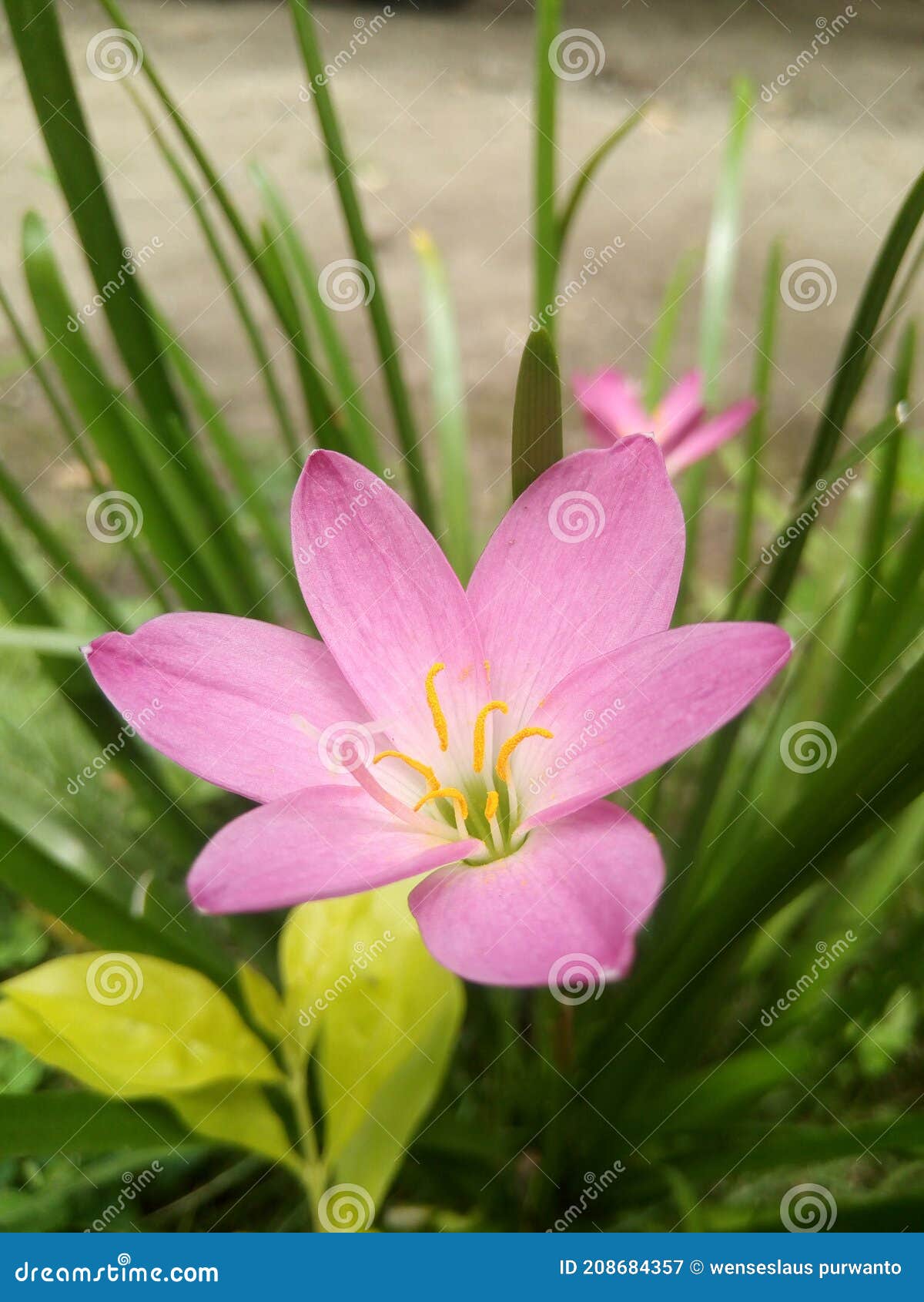 Little pink flower stock image. Image of blossom, leaf - 208684357