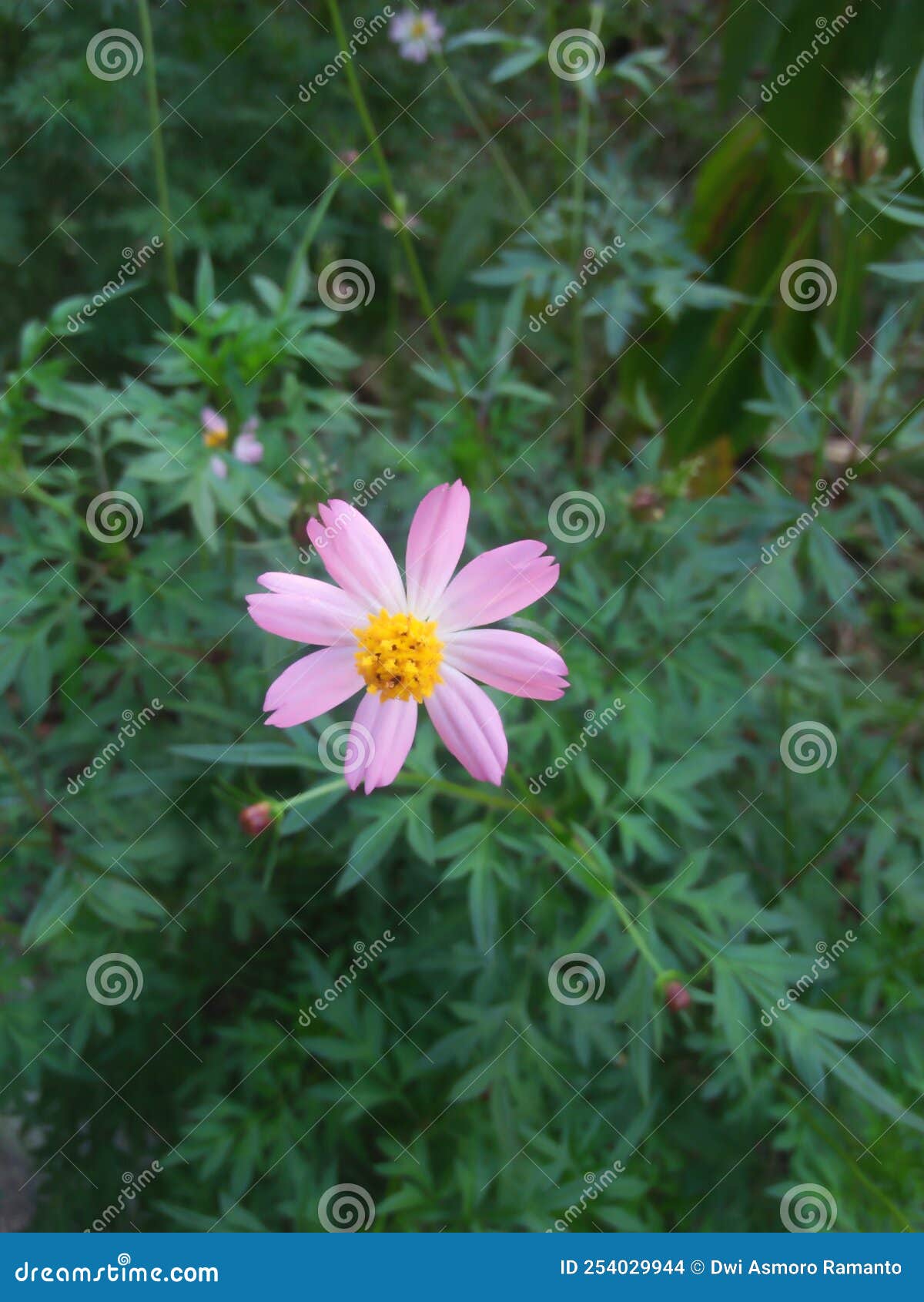 The Little Pink Flower is so Beautiful Stock Photo - Image of pink ...