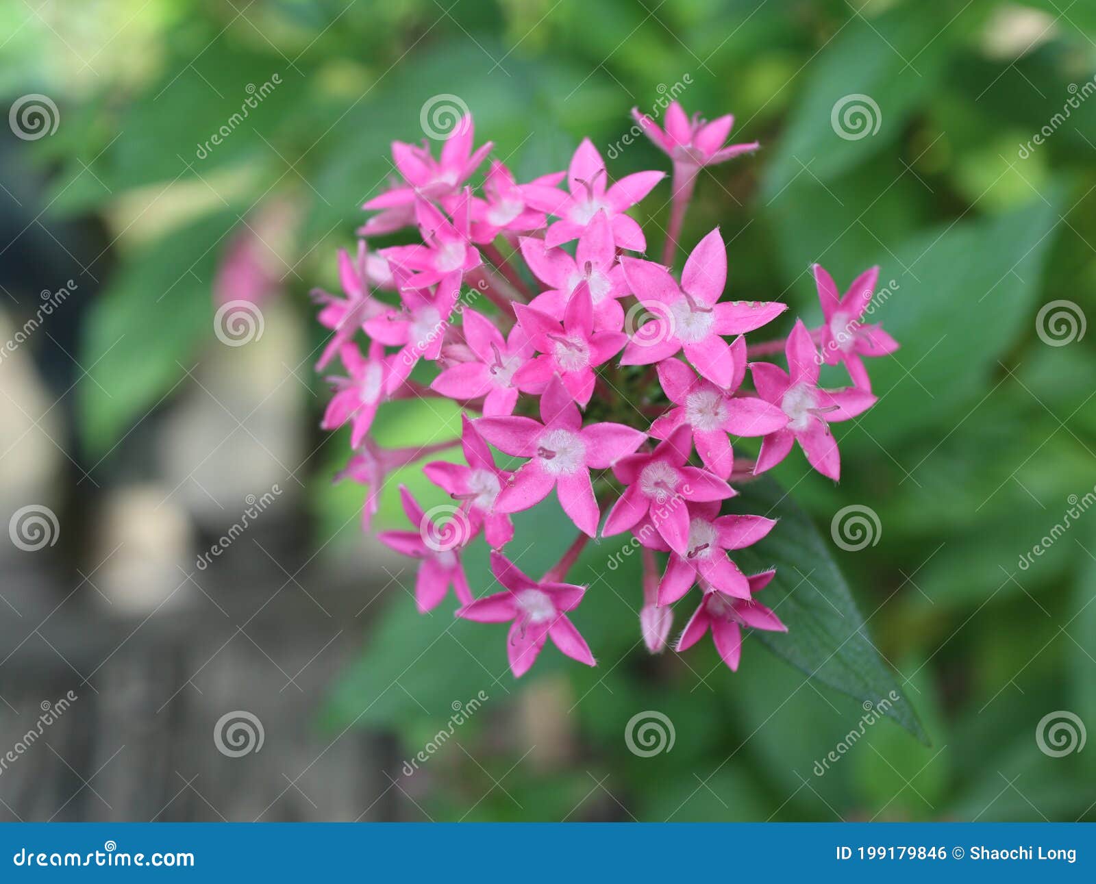 Little pink flower stock photo. Image of lilac, wildflower - 199179846