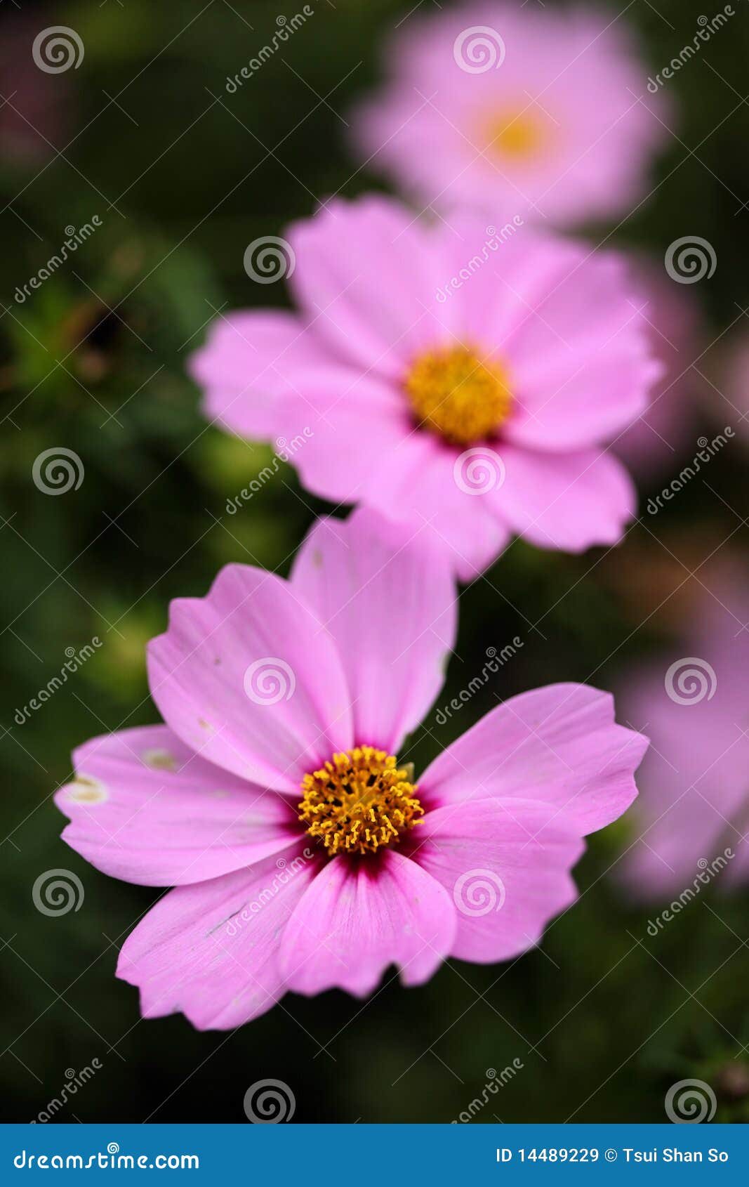 Little pink flowers stock image. Image of brilliant, flowers - 14489229