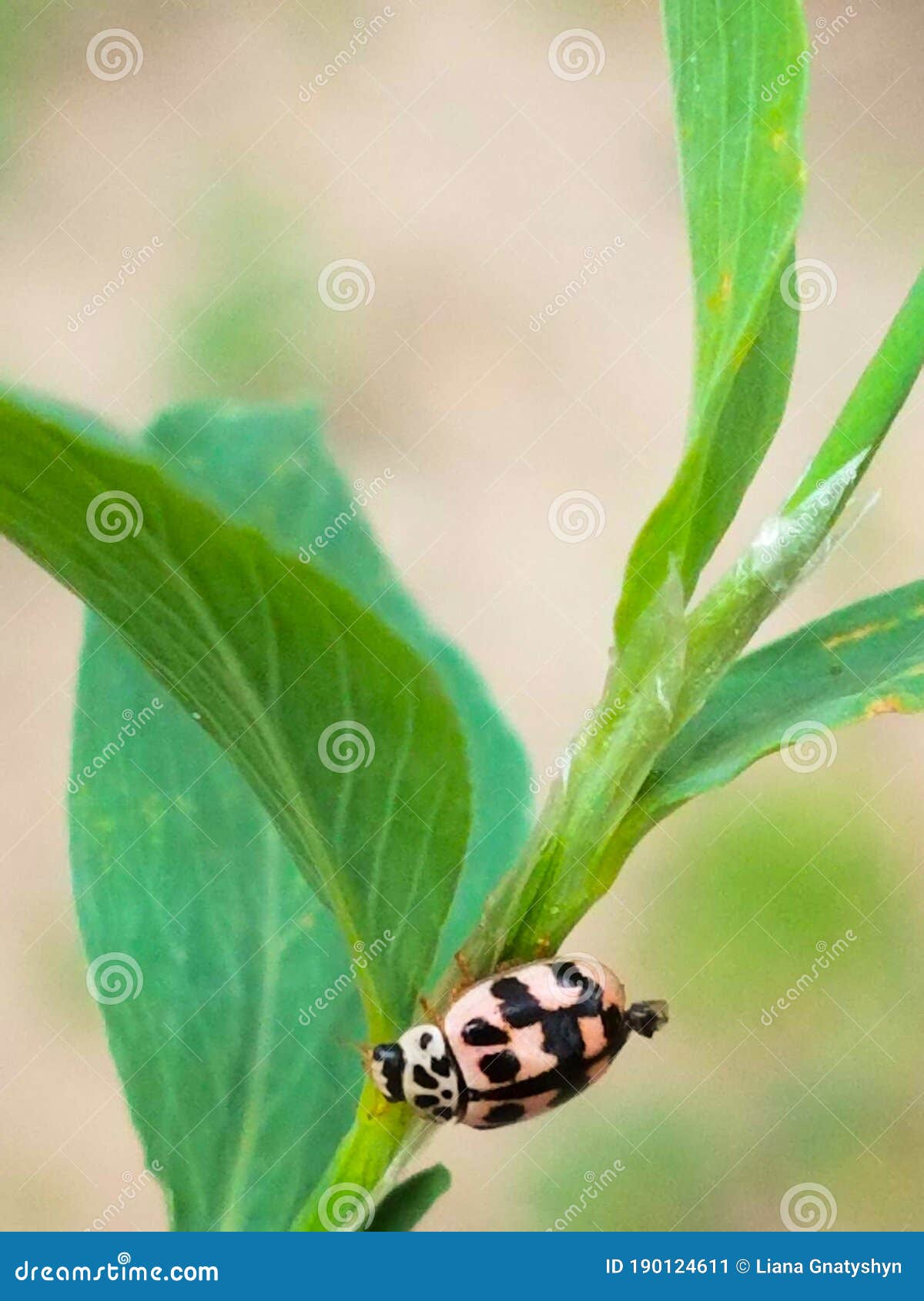 Little Pink Ladybug Caught on Camera Stock Image - Image of pink ...