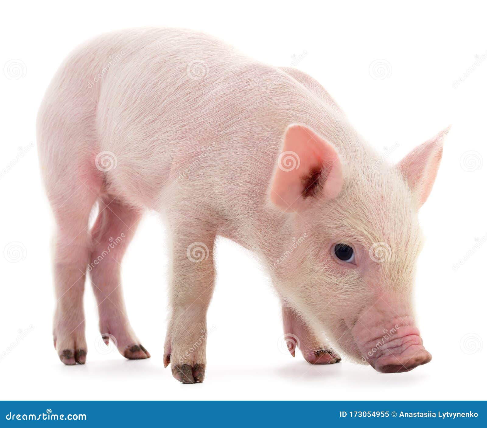 Little pink pig stock image. Image of studio, boar, isolated - 173054955