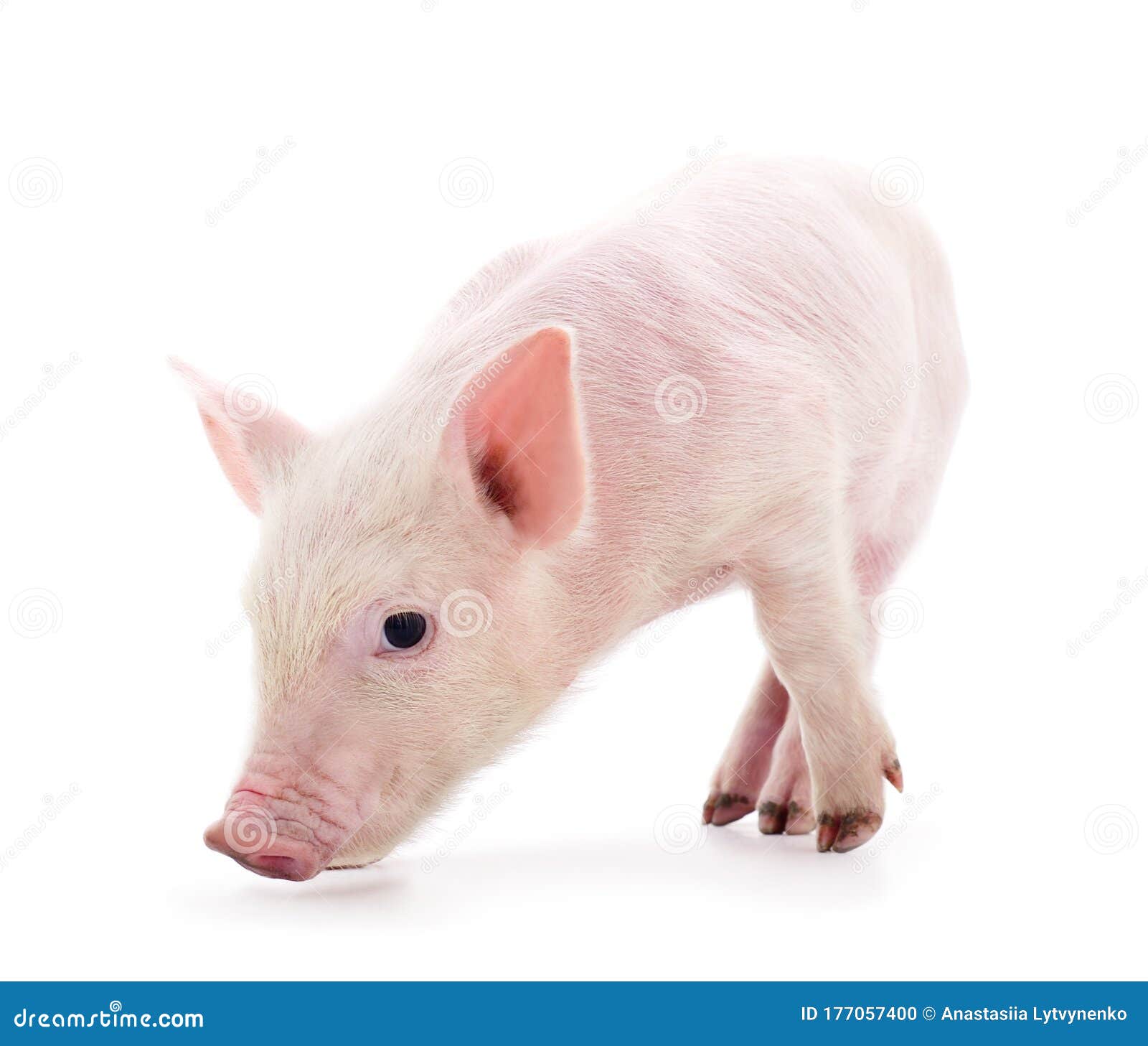 Little pink pig stock photo. Image of cheerful, small - 177057400
