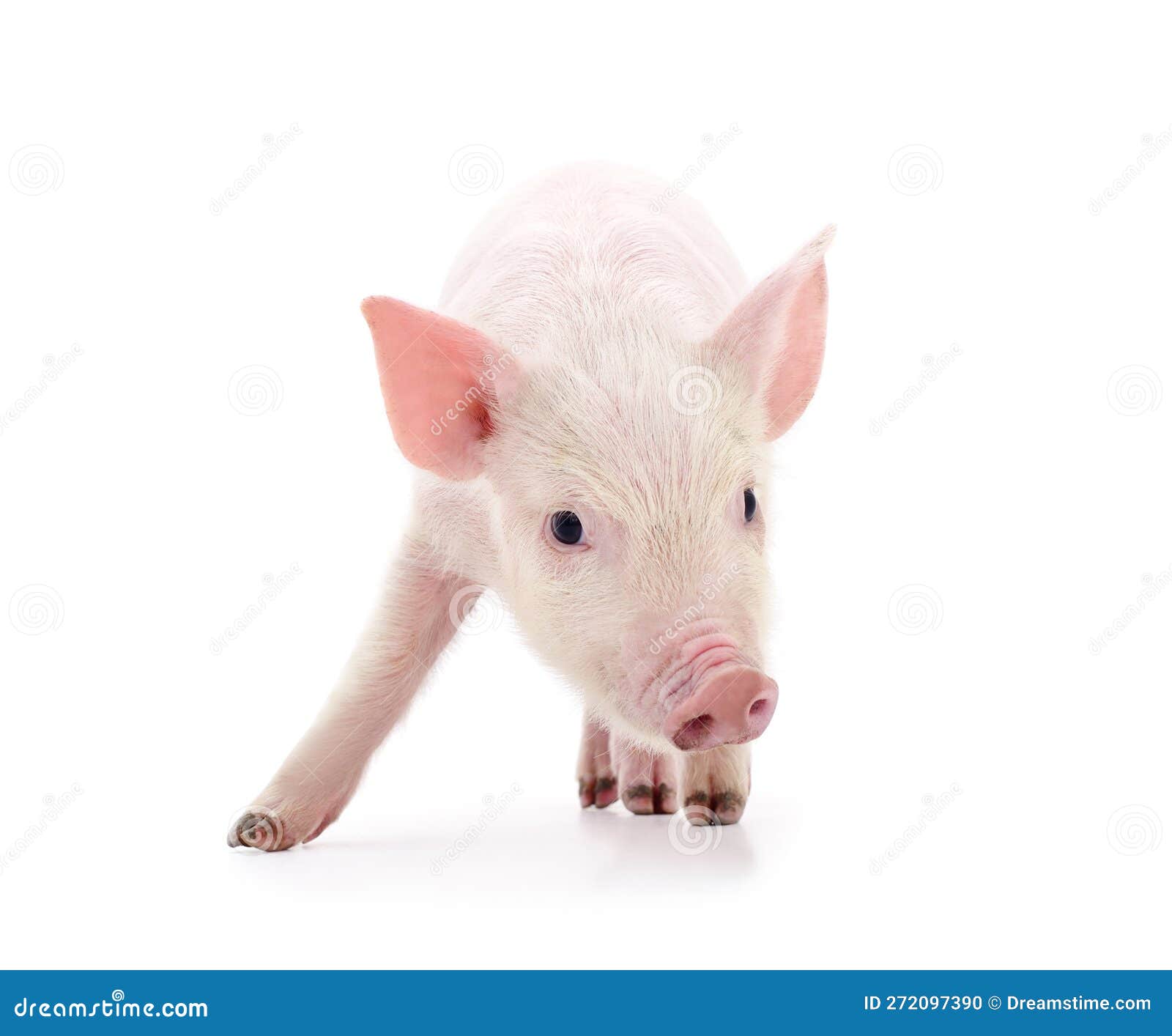 Little pink pig stock photo. Image of baby, pink, meat - 272097390