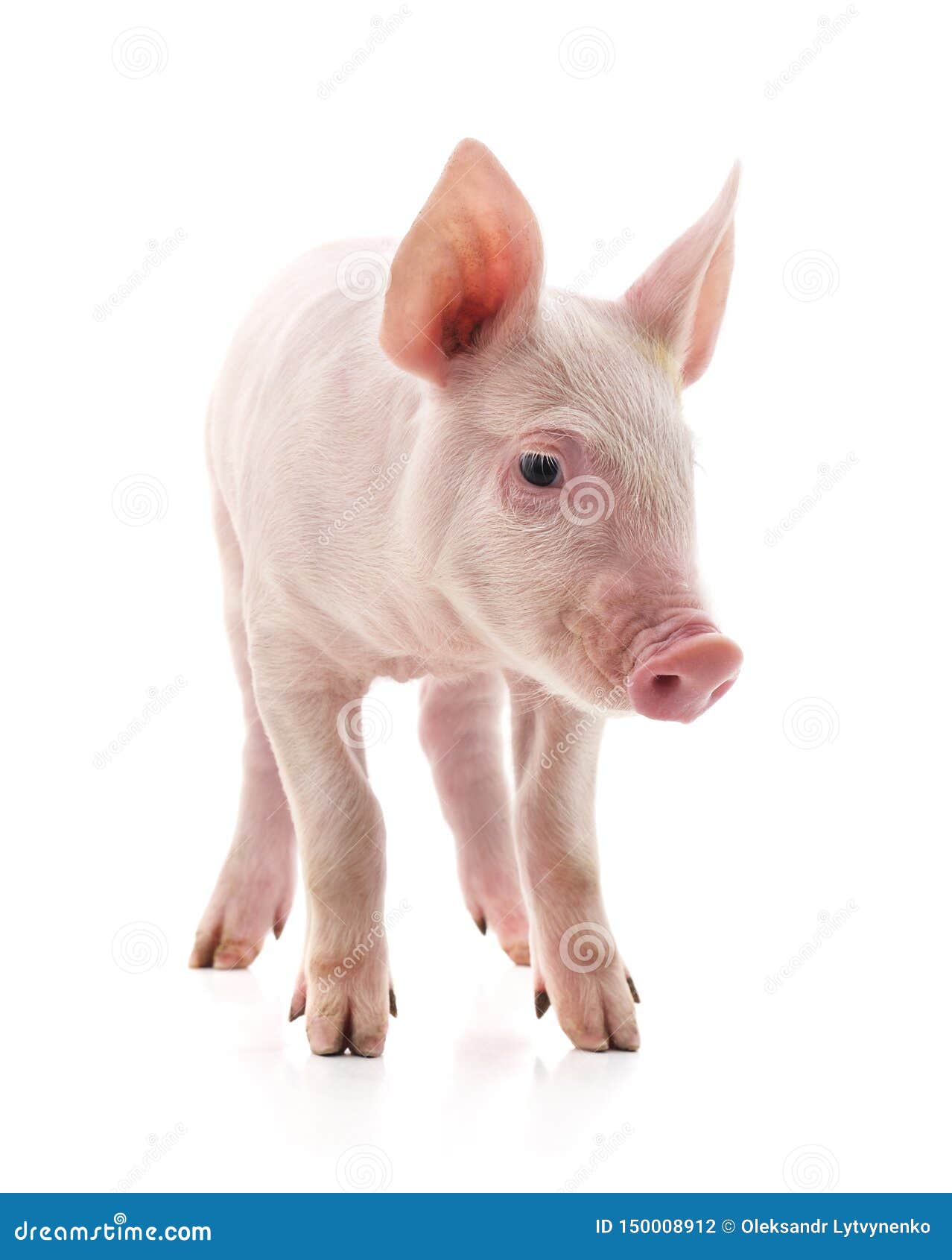 Little pink pig stock photo. Image of beautiful, meat - 150008912