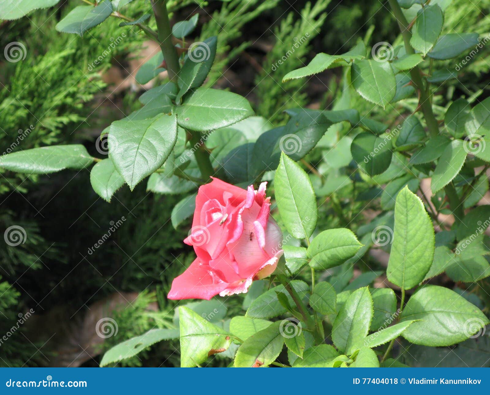 Little pink rose stock photo. Image of flower, view, flowers - 77404018