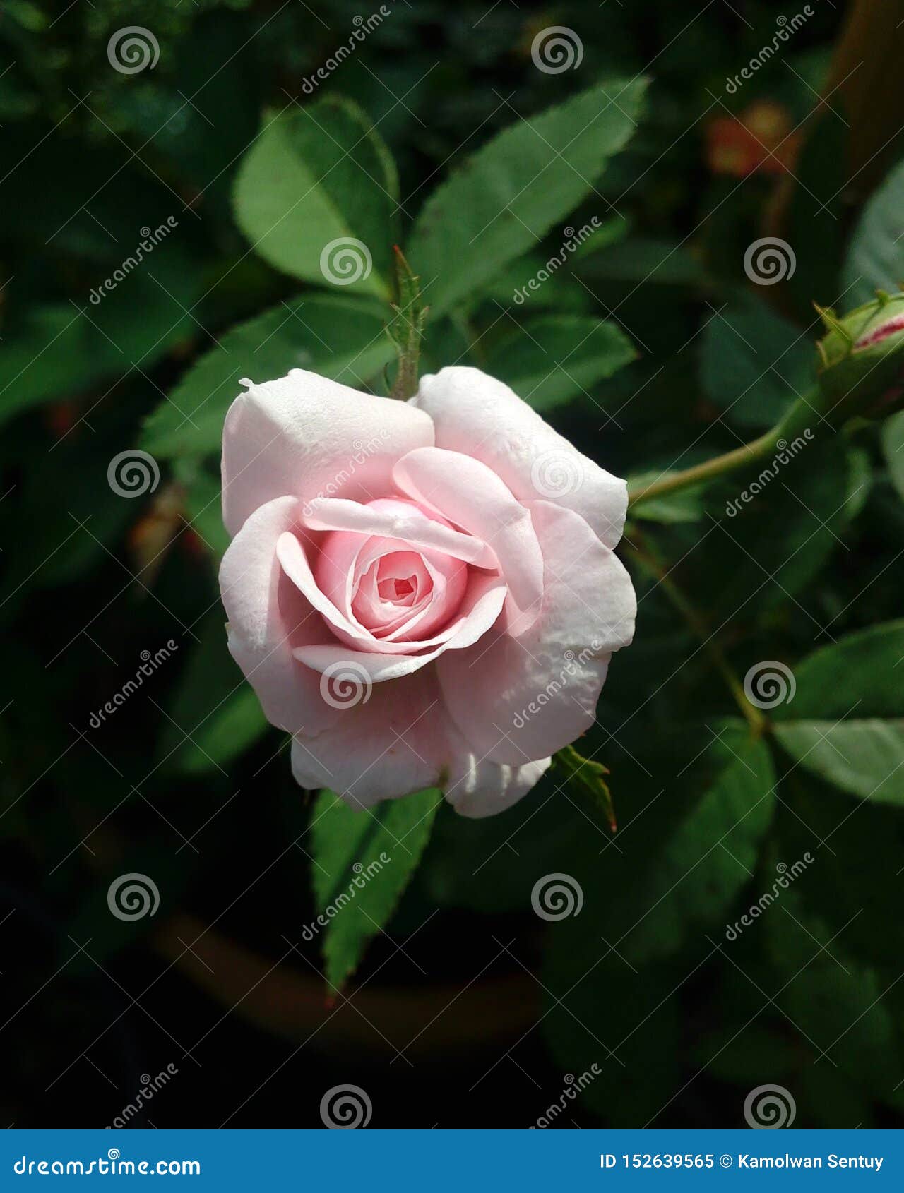 Little Pink Rose Like a Baby. Stock Image - Image of baby, rose: 152639565