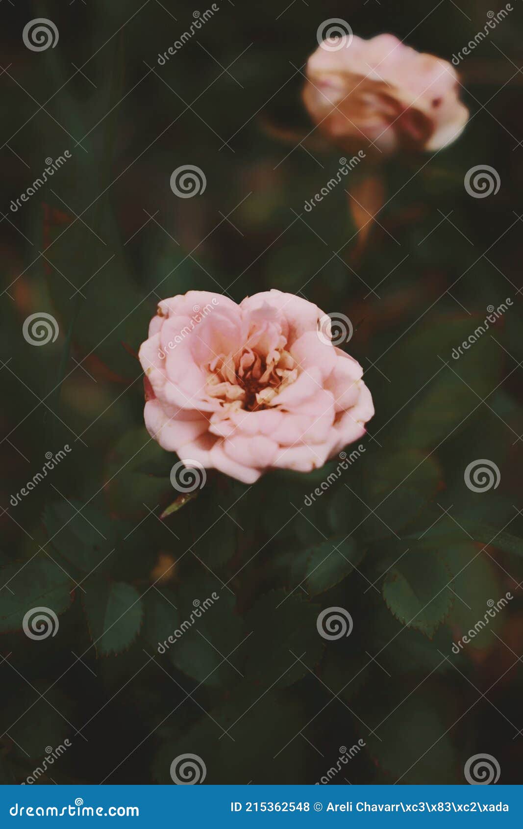 Little rose stock photo. Image of nature, flower, little - 215362548