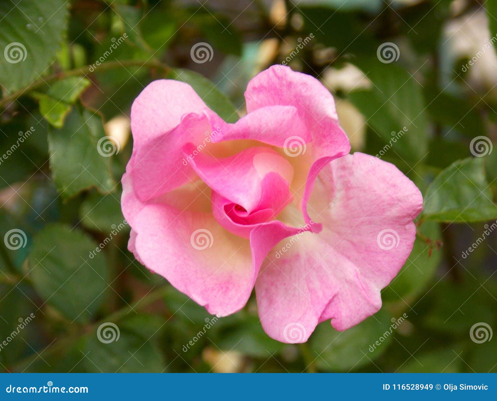 Little pink rose stock image. Image of small, color - 116528949