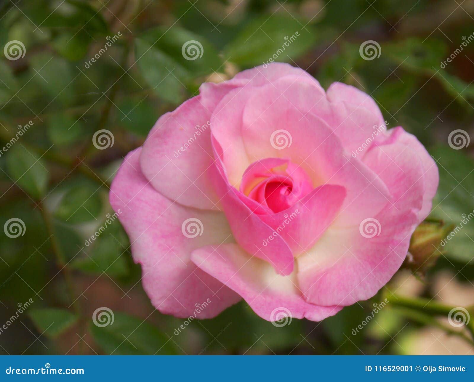 Little pink rose stock image. Image of macro, small - 116529001