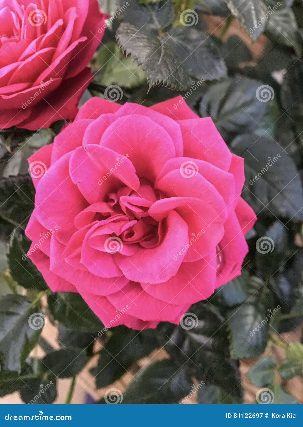 Little pink rose stock image. Image of small, life, petals - 81122697