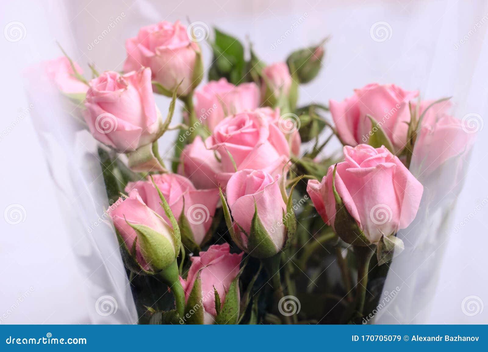 Little pink roses stock image. Image of beauty, accessory - 170705079