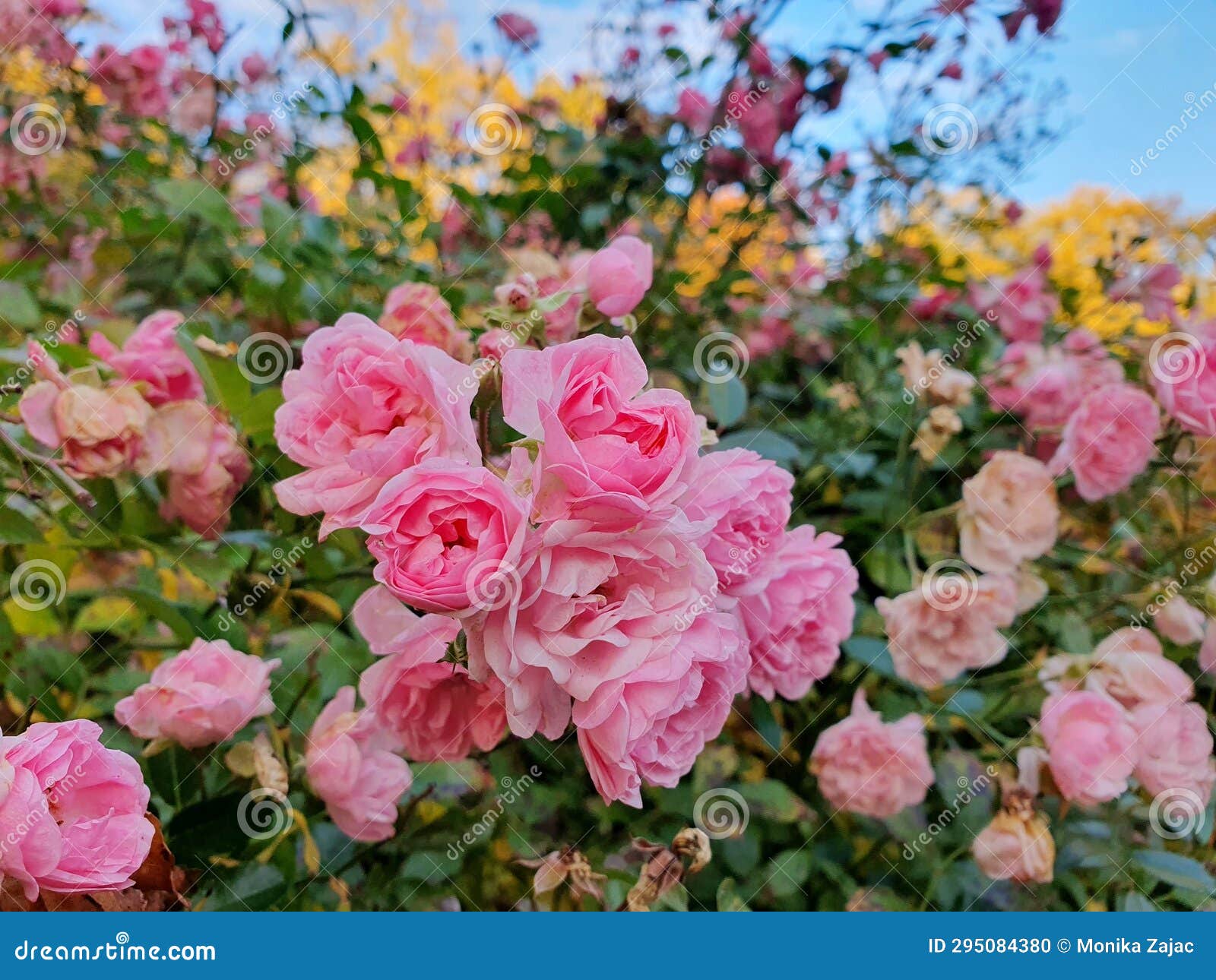Little Pink Roses on a Bush in a Park Stock Photo - Image of outdoor ...