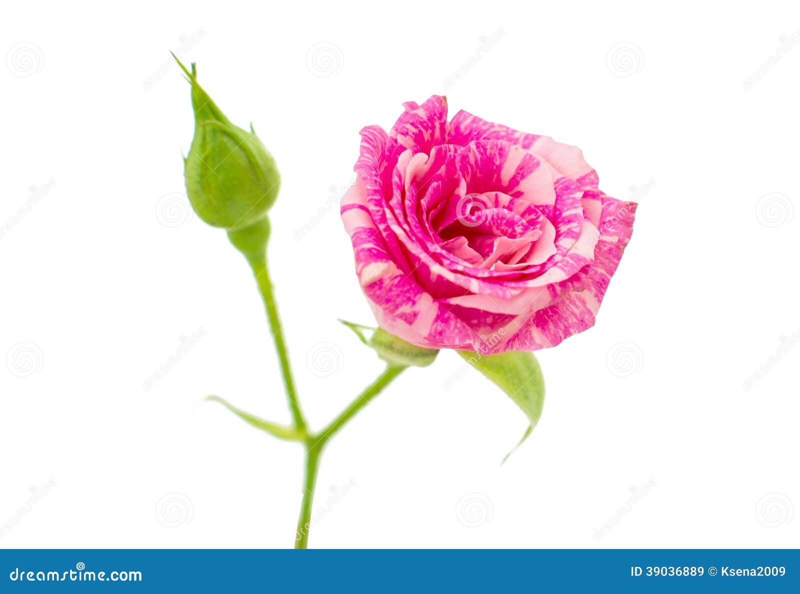 Little pink roses stock image. Image of floral, spring - 39036889