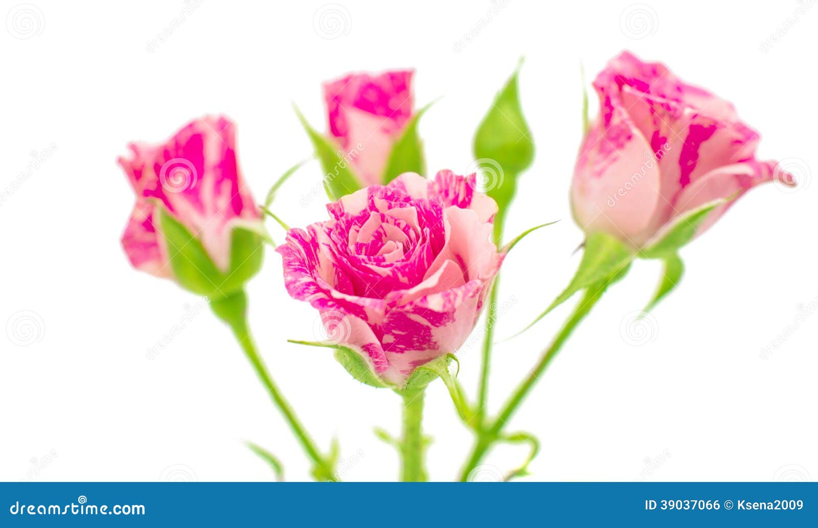 Little pink roses stock photo. Image of gift, beauty - 39037066