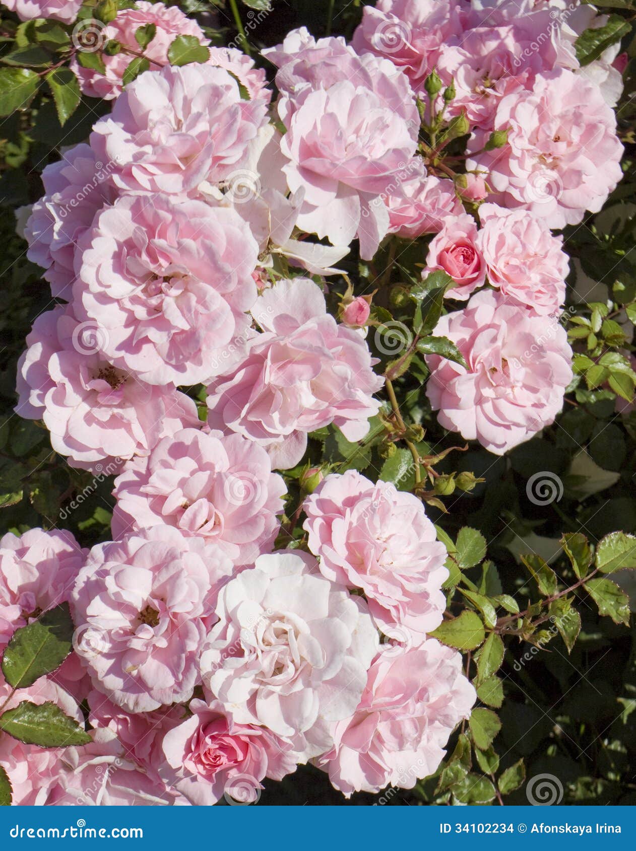 Little pink roses stock photo. Image of rose, flora, nature - 34102234