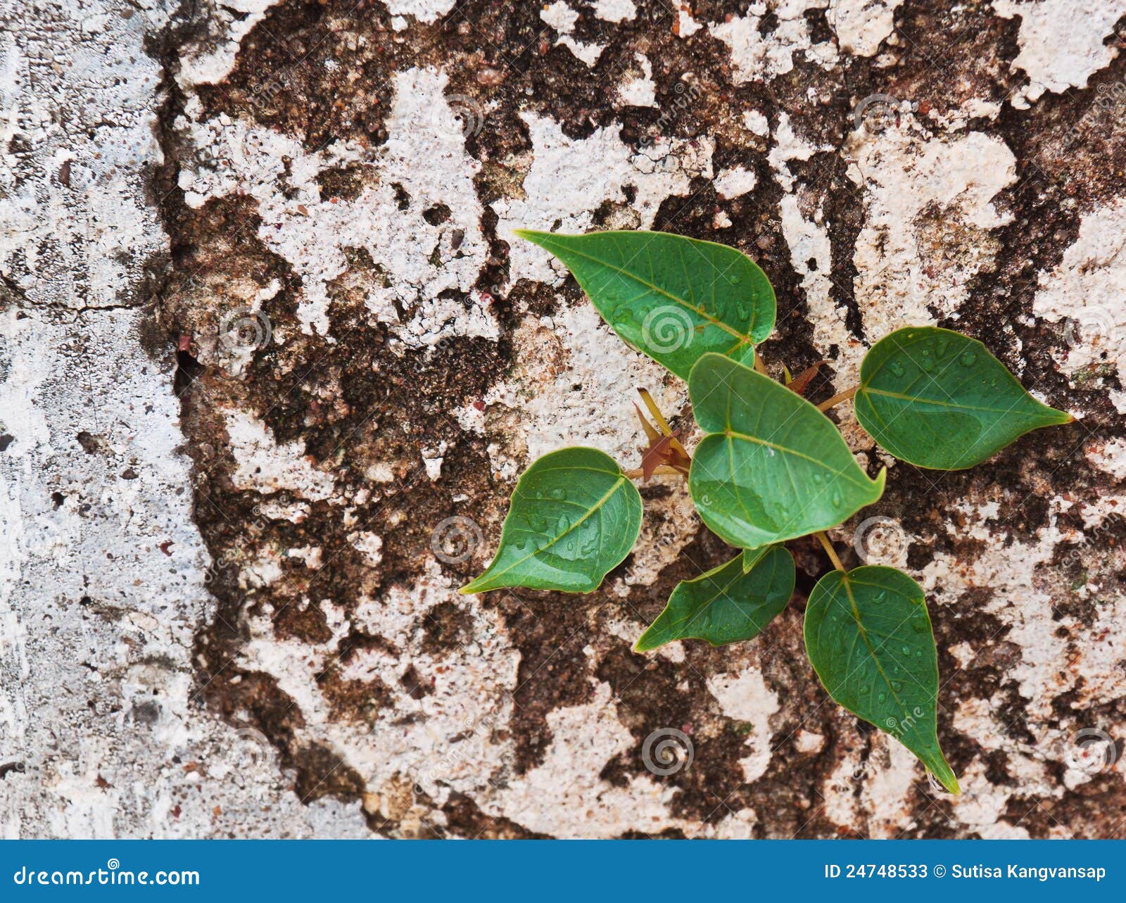 Little pipal stock image. Image of concrete, plant, small - 24748533
