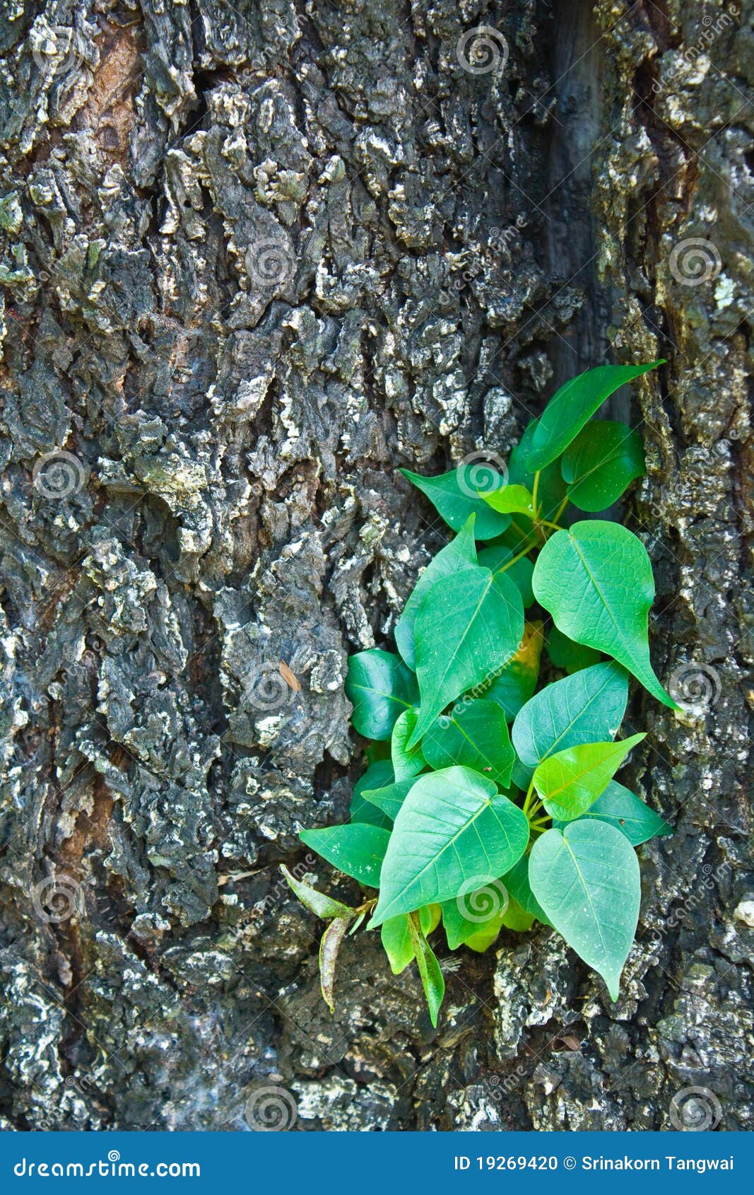Little Pipal on Old Big Tree Stock Photo - Image of leaf, structure ...