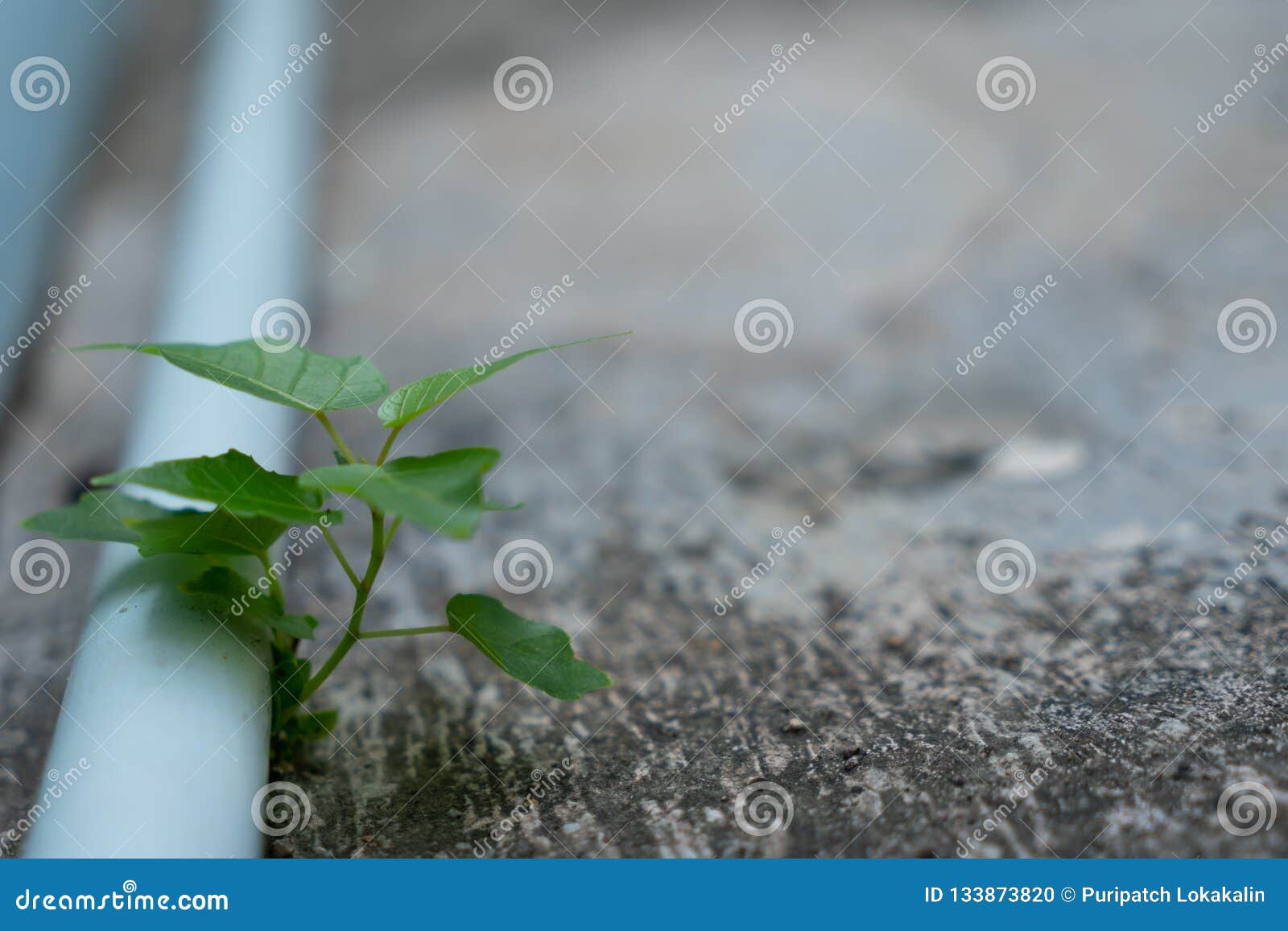 The pipal tree stock photo. Image of ground, natural - 133873820