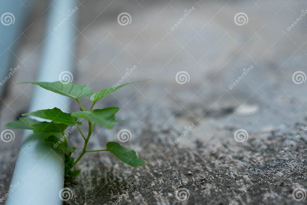 The pipal tree stock photo. Image of ground, natural - 133873820