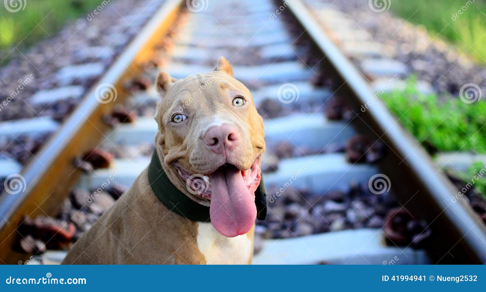 Little Pit Bull stock image. Image of heavy, decorated - 41994941