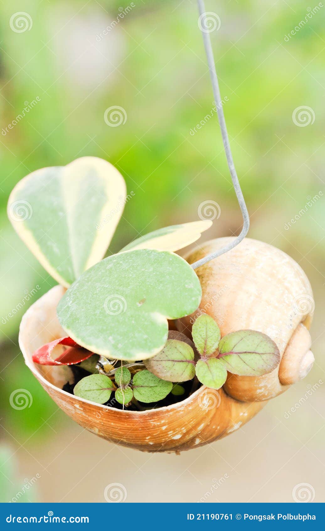 Little plant stock image. Image of fresh, flora, home - 21190761