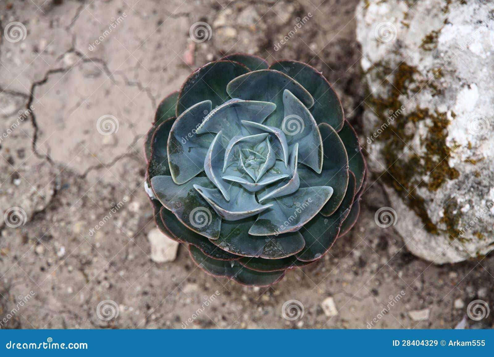 Little plant stock image. Image of plant, little, garden - 28404329