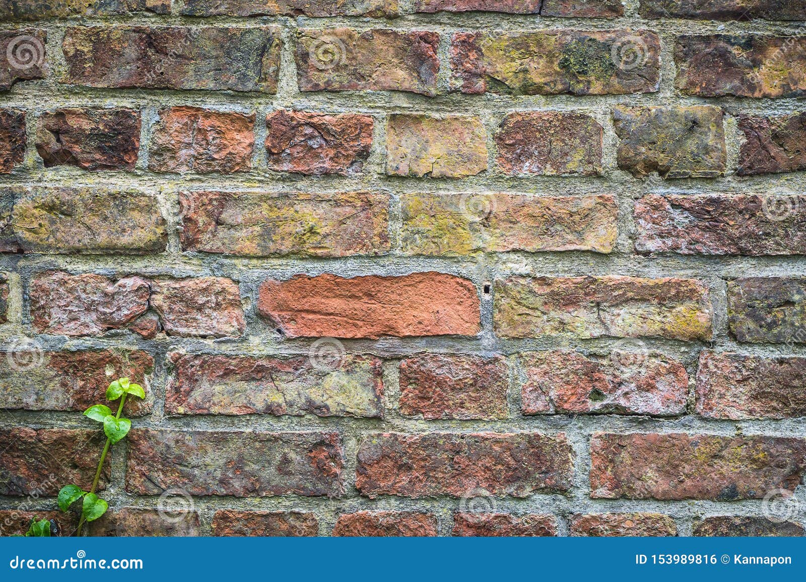 Little Plant on Ancient Red Bricks Wall Stock Photo - Image of abstract ...