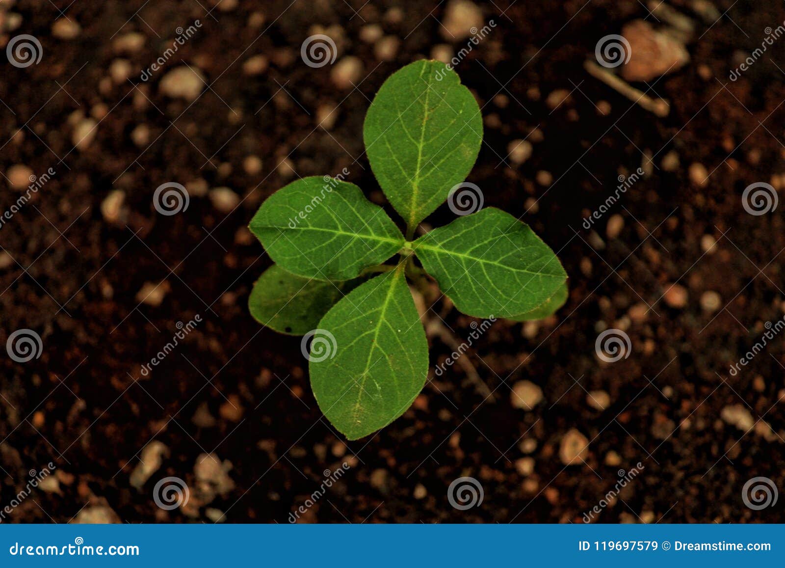 Little plant stock image. Image of sand, clear, stem - 119697579