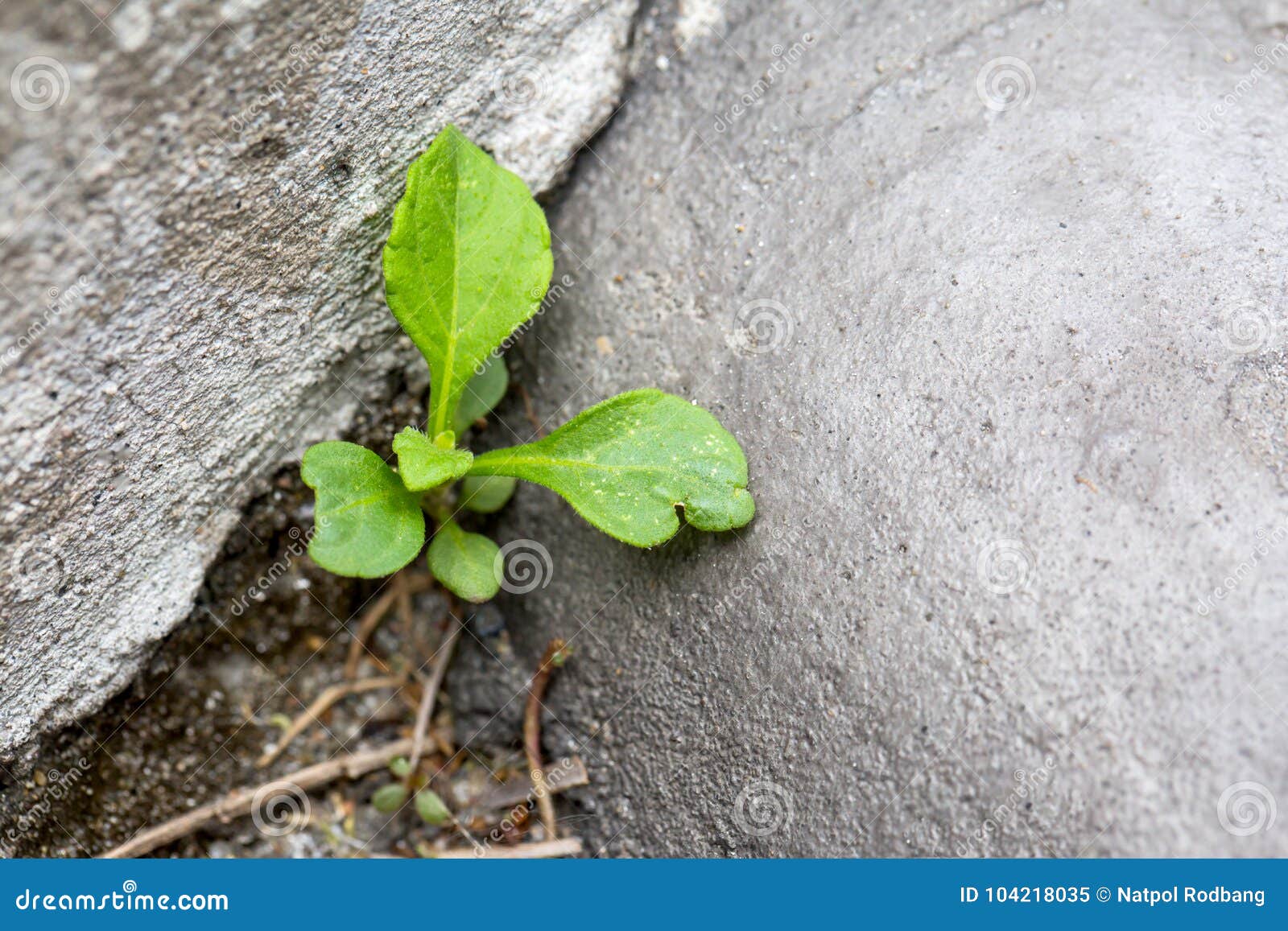 Little Plant On A White Pot Royalty-Free Stock Photography ...