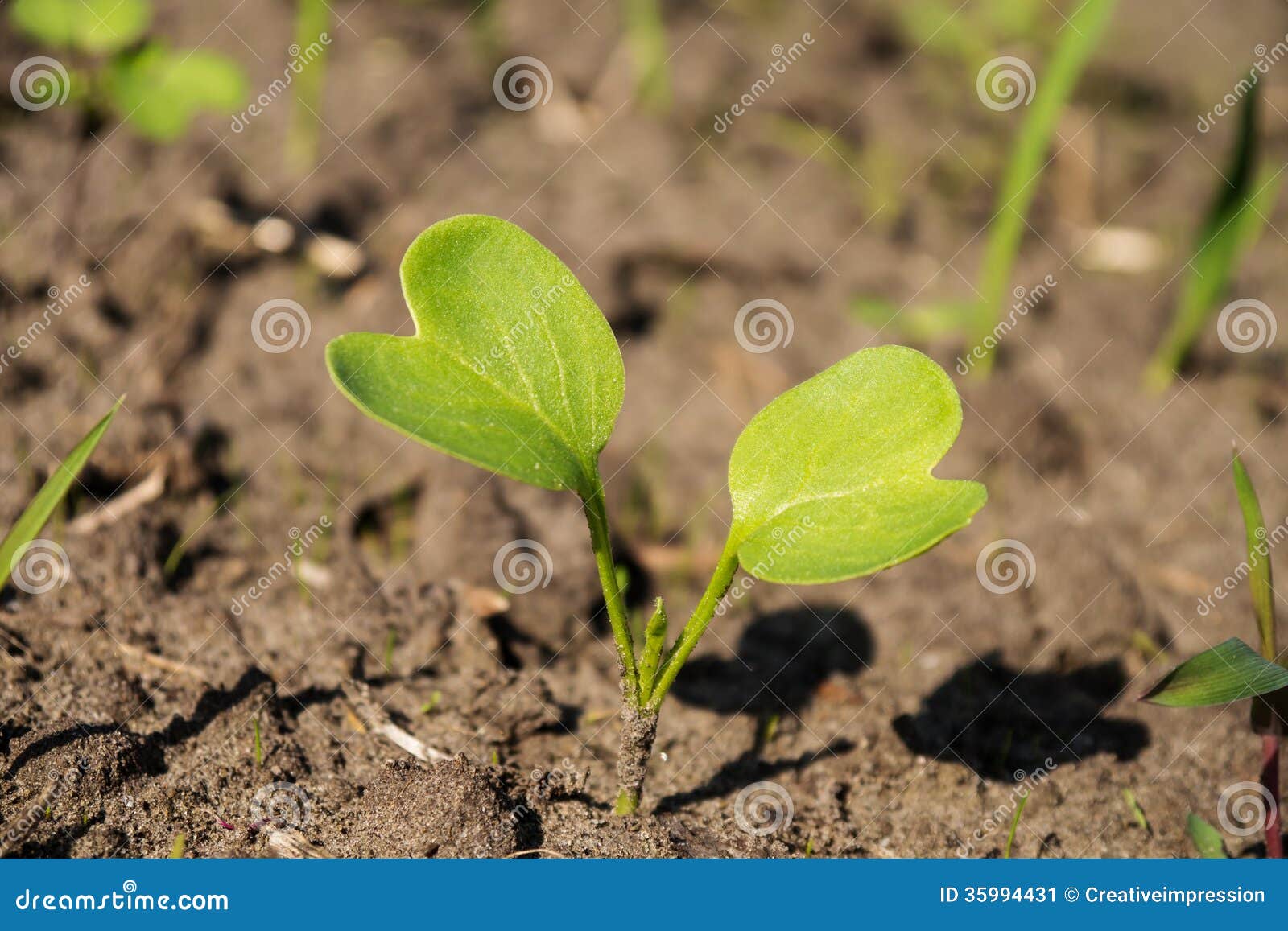 Little plant stock image. Image of develop, plant, cultivate - 35994431