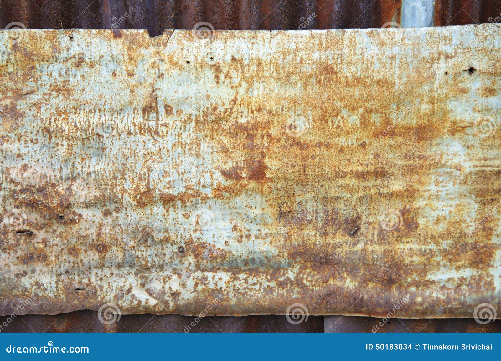 Little Plant Grow on Rust Metal Sheet Stock Photo - Image of sheet ...
