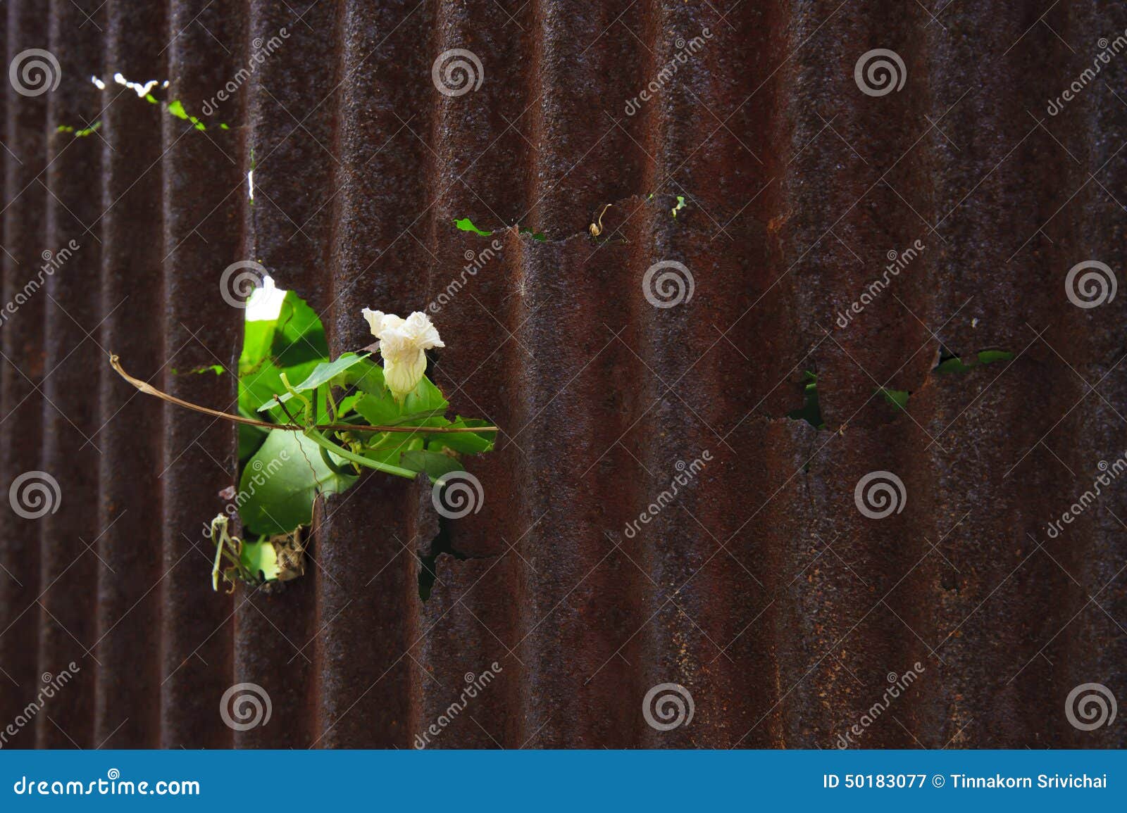 Little Plant Grow on Rust Metal Sheet Stock Image - Image of brown ...