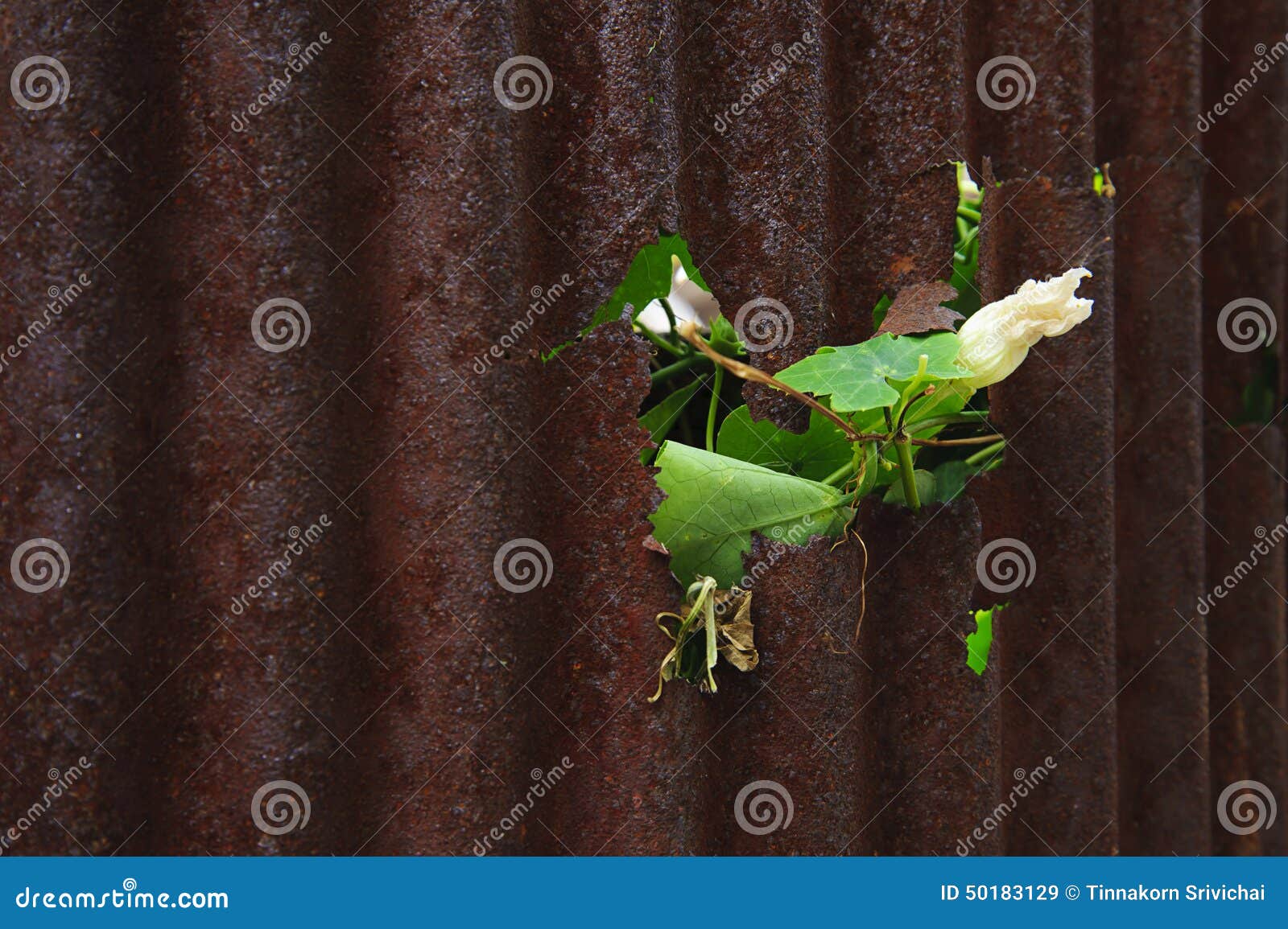 Little Plant Grow on Rust Metal Sheet Stock Image - Image of texture ...