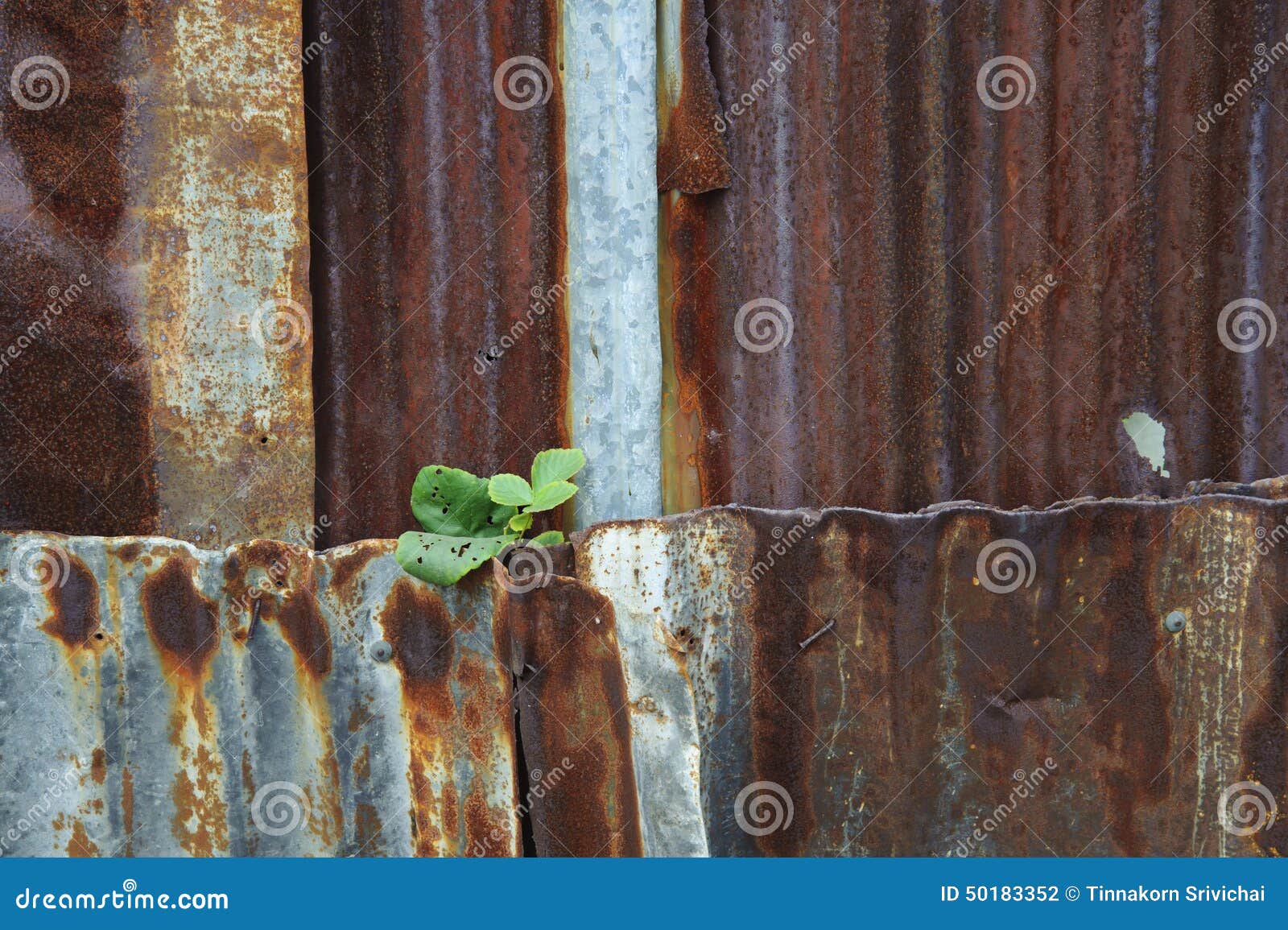 Little Plant Grow on Rust Metal Sheet Stock Photo - Image of nature ...