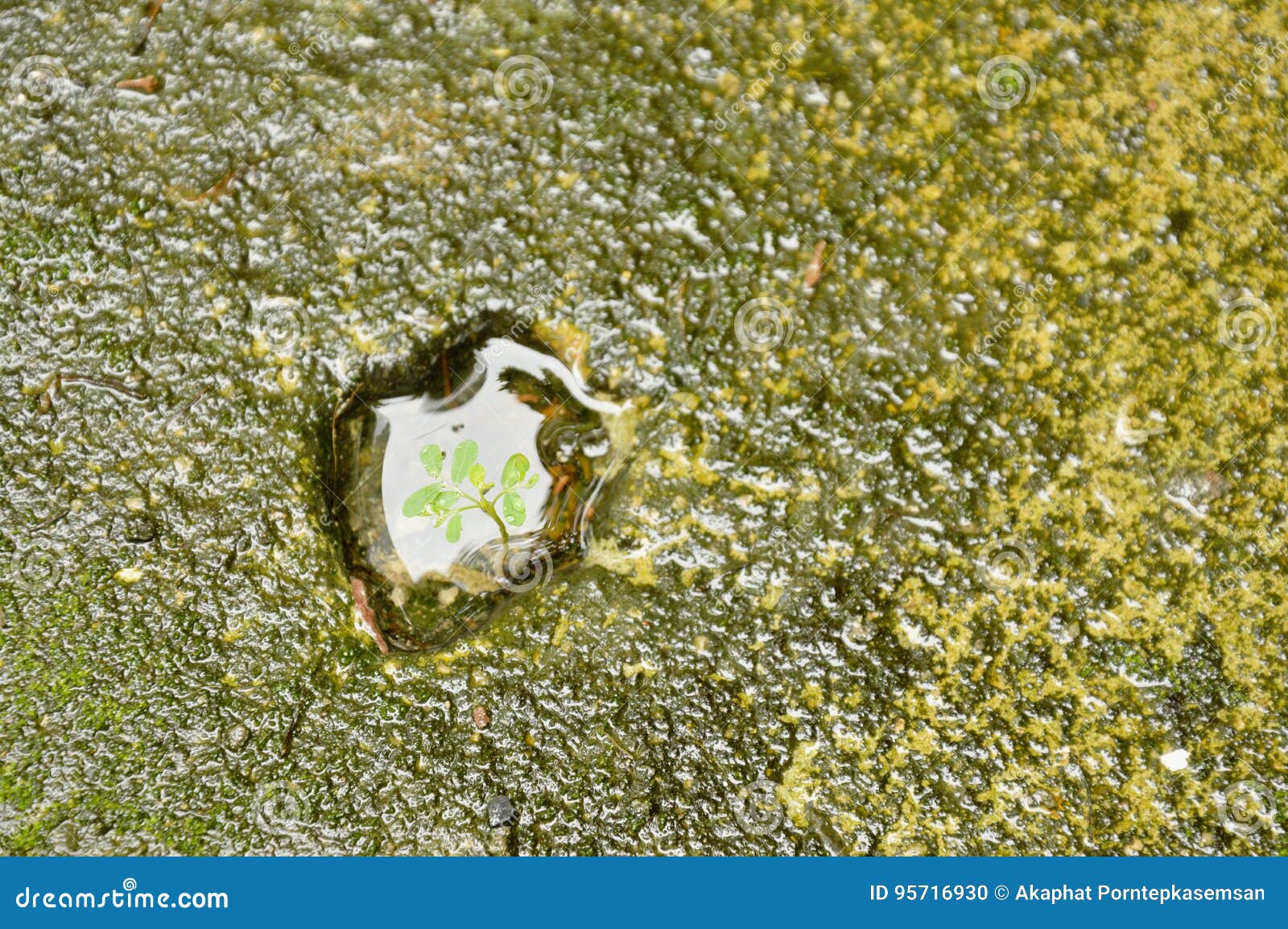 Cement Cracking Tree Stock Photos - Free & Royalty-Free Stock Photos ...