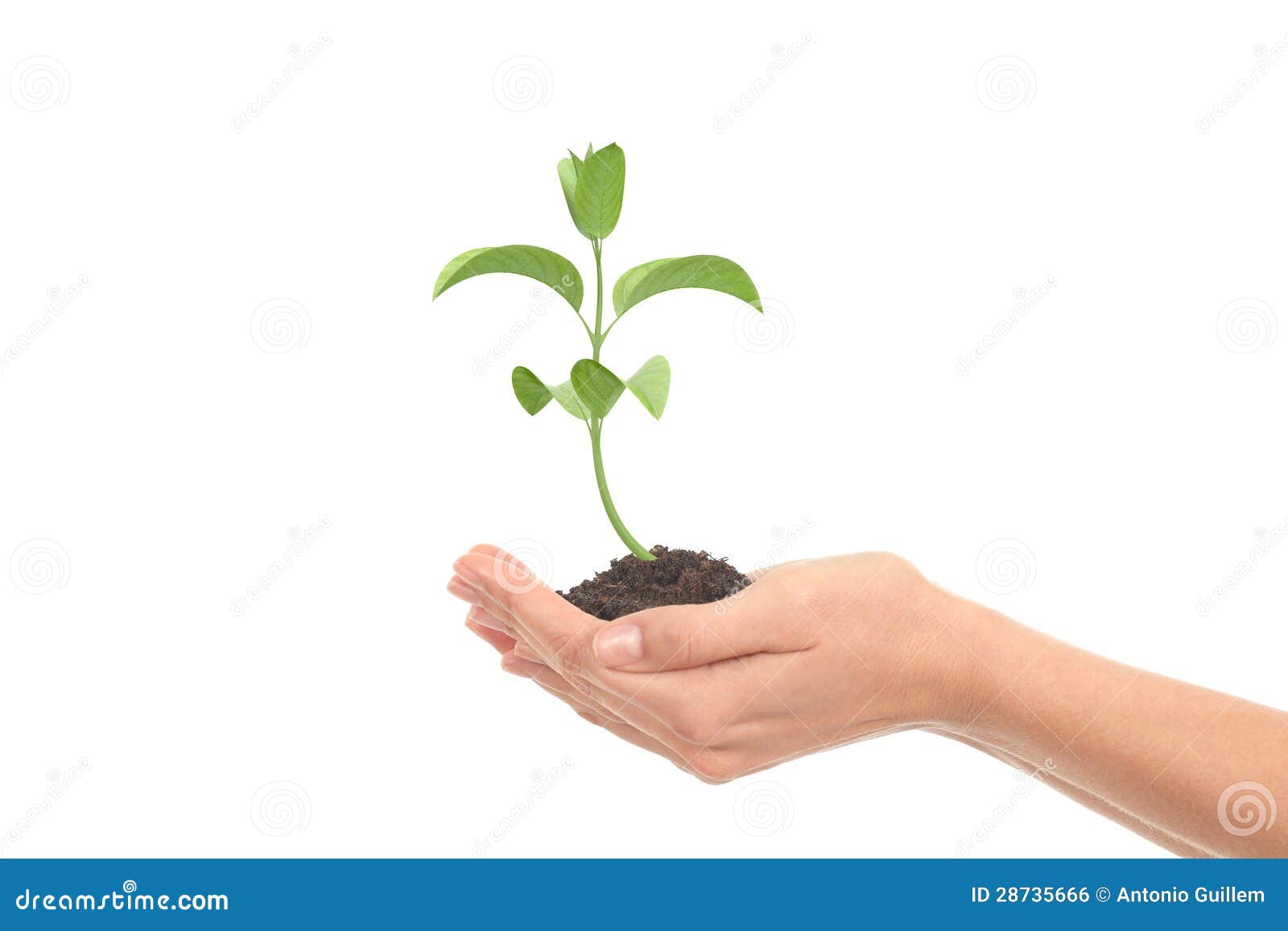 Little Plant Growth in a Woman Hands Stock Photo - Image of care ...