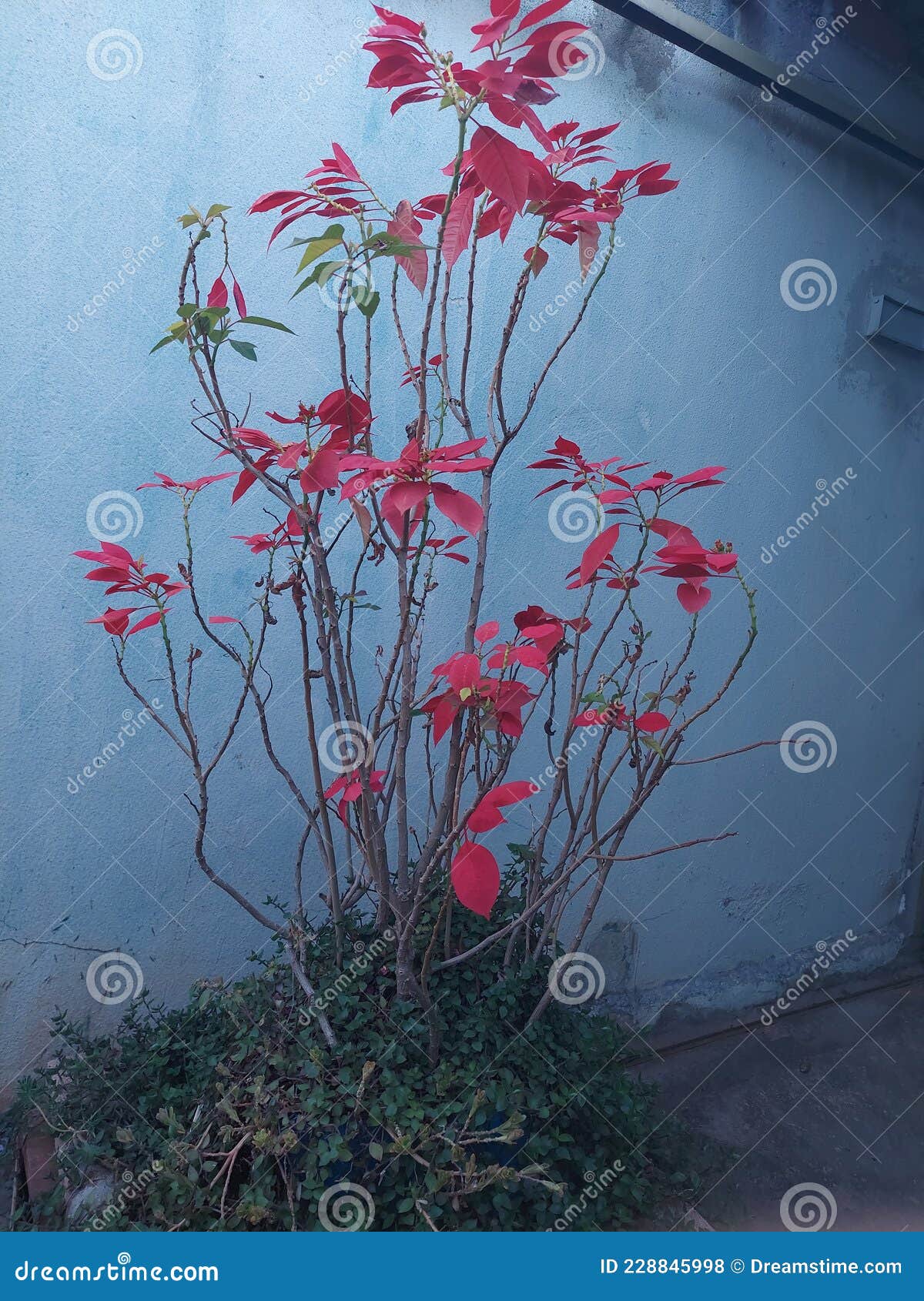 Little Plant with Red Leaves Stock Photo - Image of little, green ...