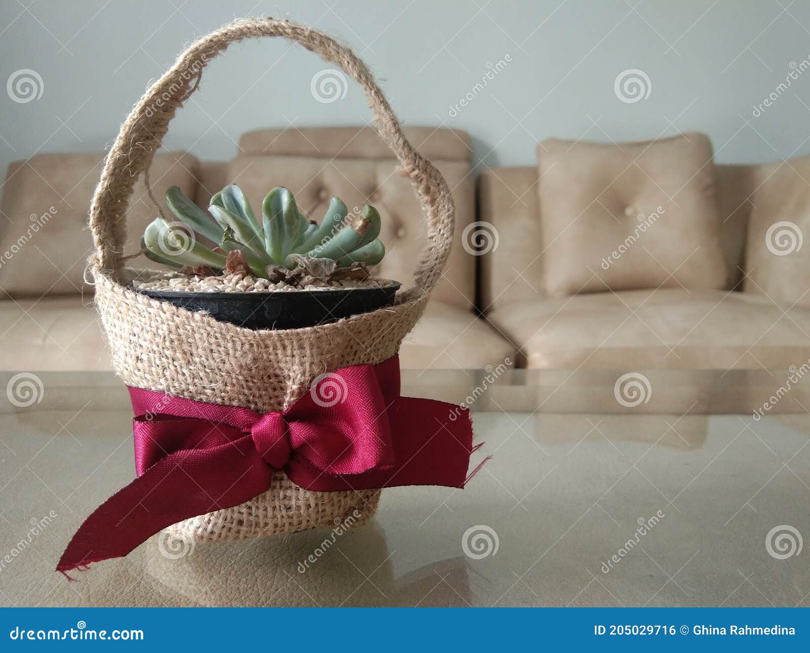 A Little Plant with Ribbon for Decoration Stock Photo - Image of ...