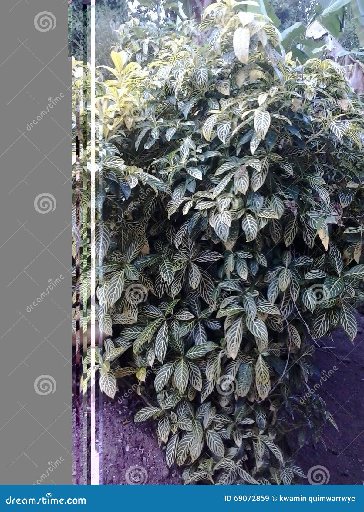 A little plant stock image. Image of tree, plant, little - 69072859