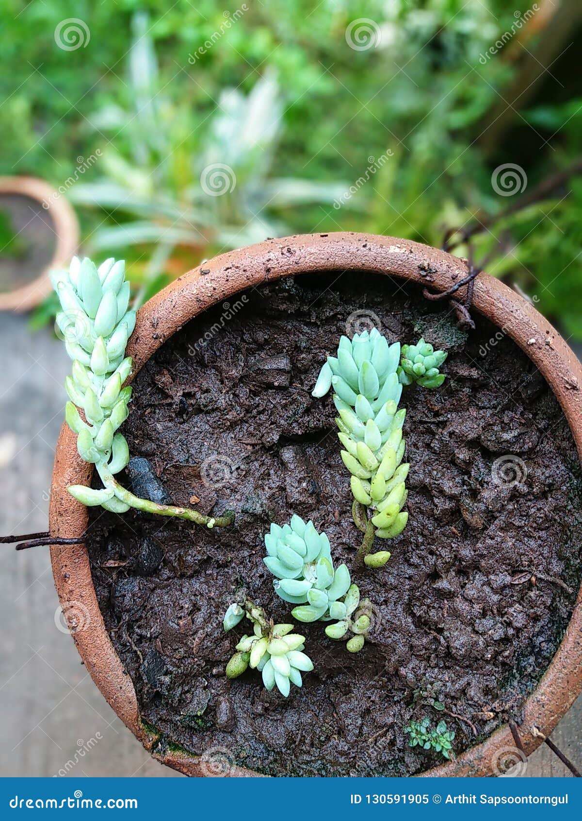 Little plant stock image. Image of tiny, soil, tree - 130591905