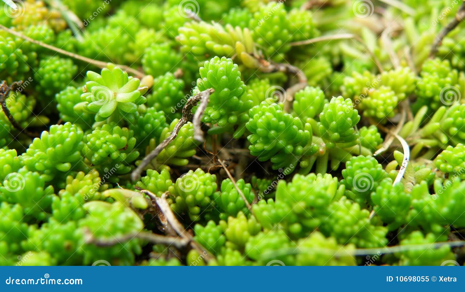Little plants stock image. Image of background, concept - 10698055