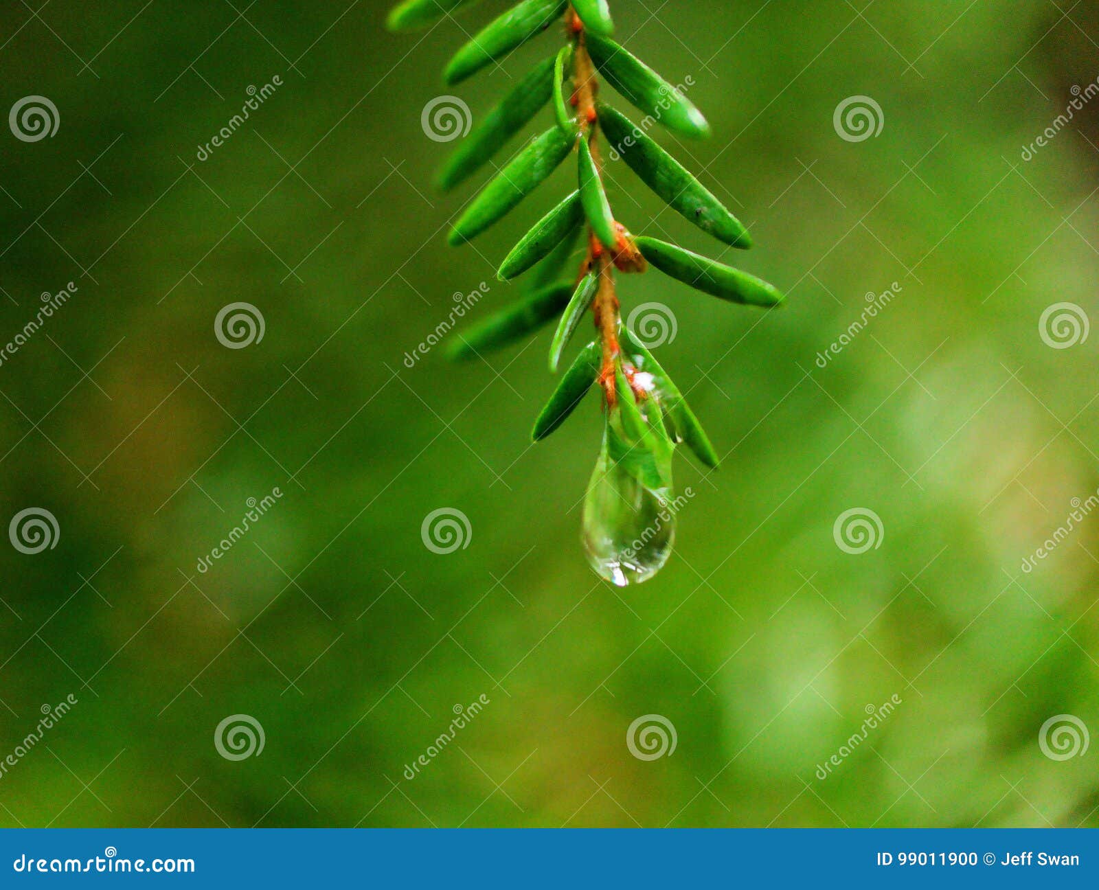 Little green things stock photo. Image of water, plants - 99011900